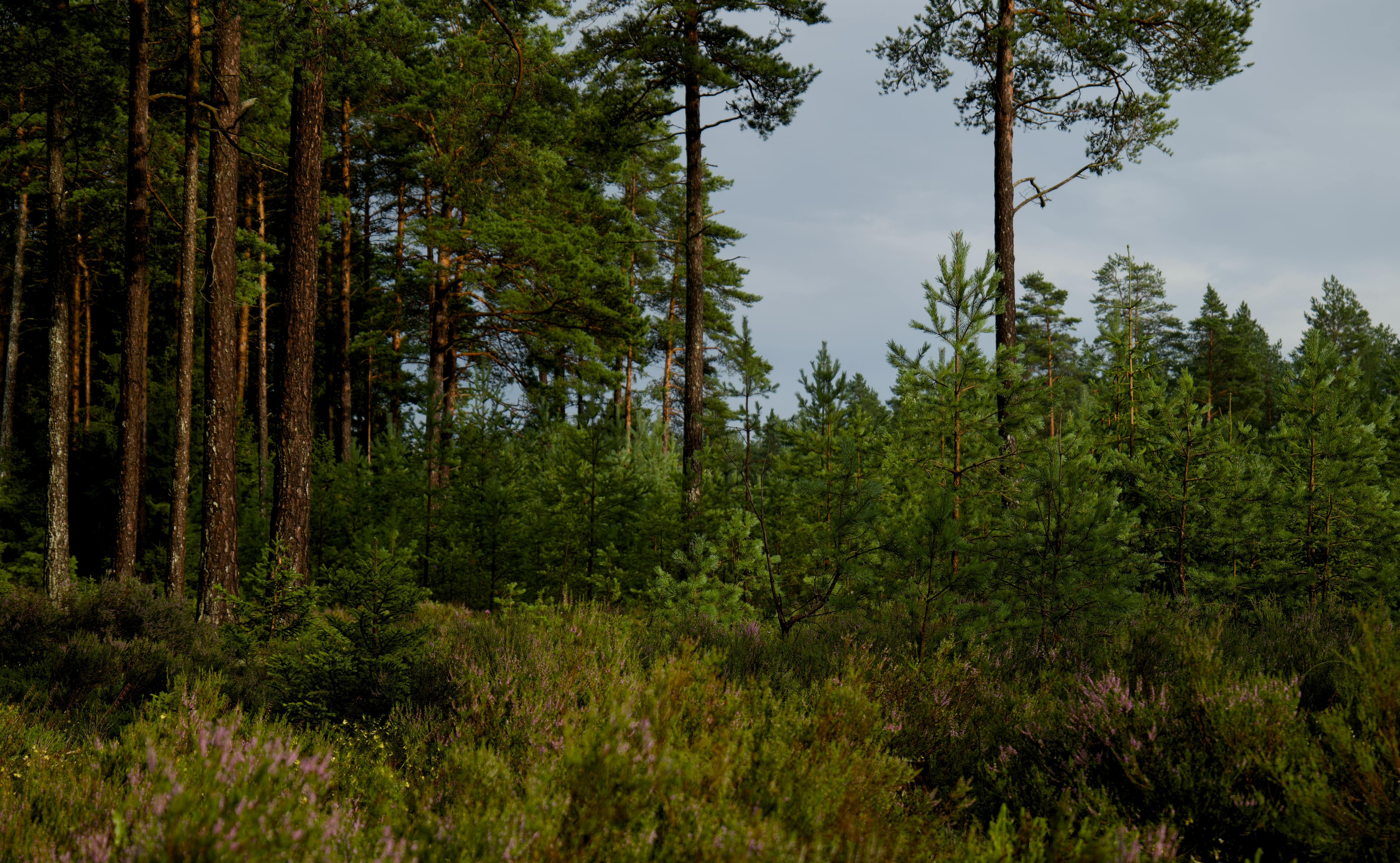 Lush Coniferous Forest in Tranquil Setting · Free Stock Photo