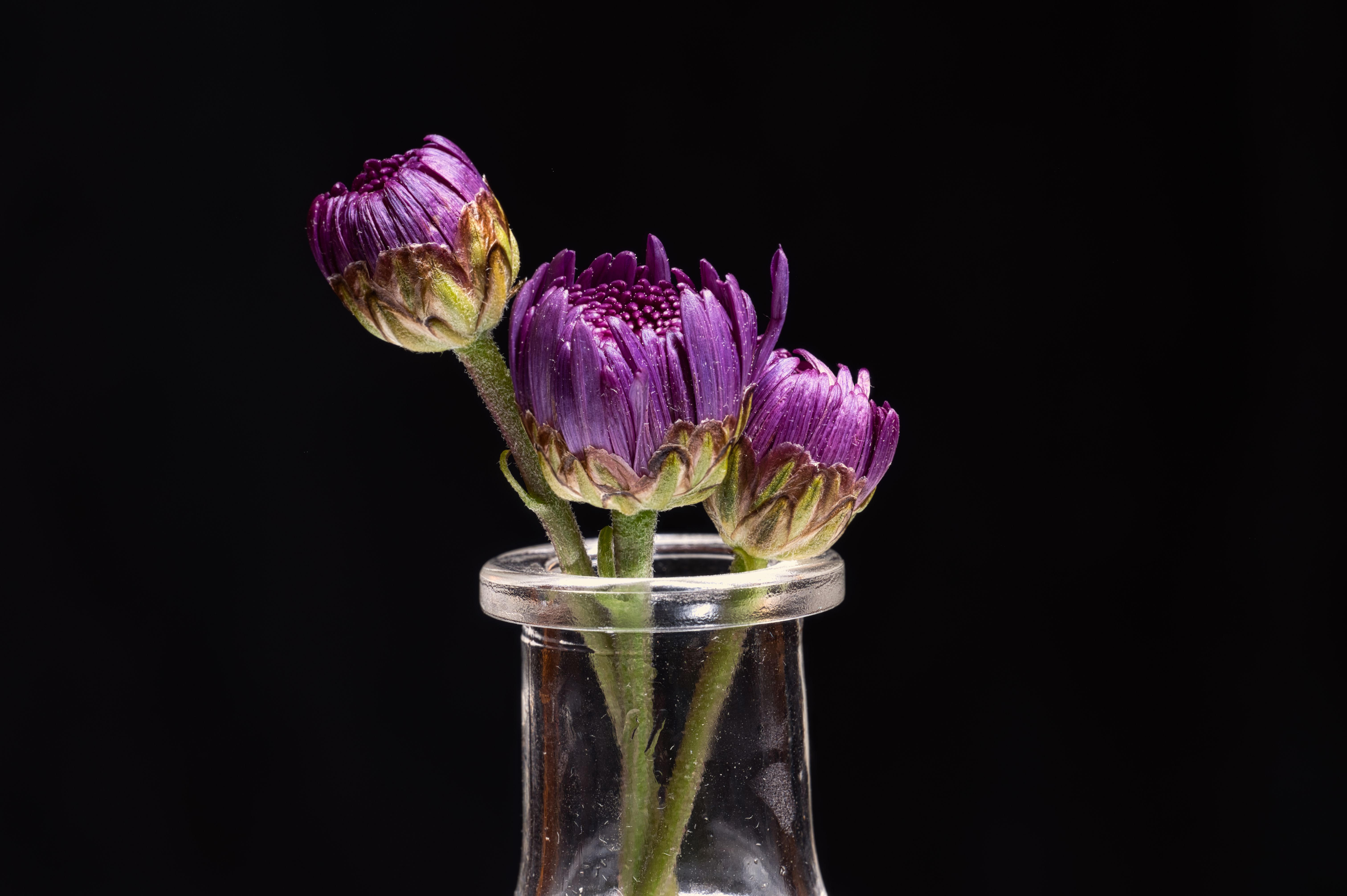 Close-up of Purple Flower Buds in a Glass Vase · Free Stock Photo
