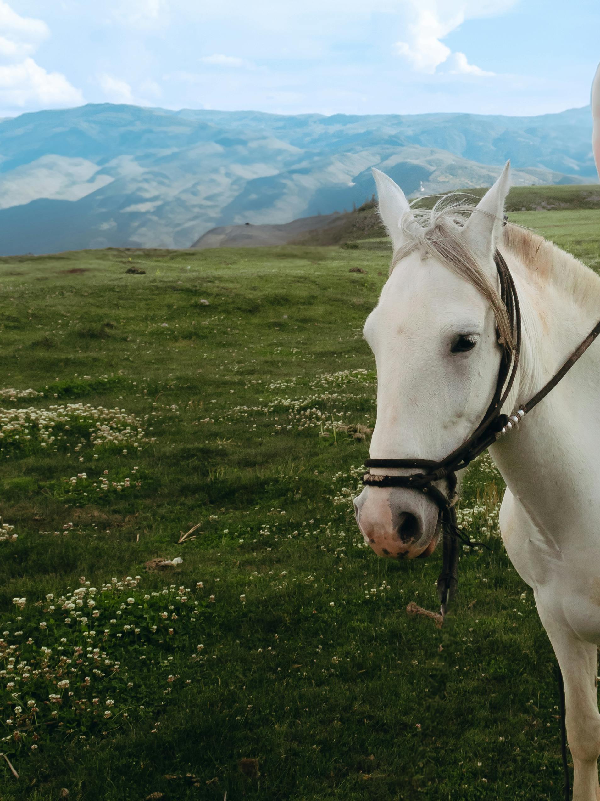 Mare Pay Photos, Download The BEST Free Mare Pay Stock Photos & HD Images