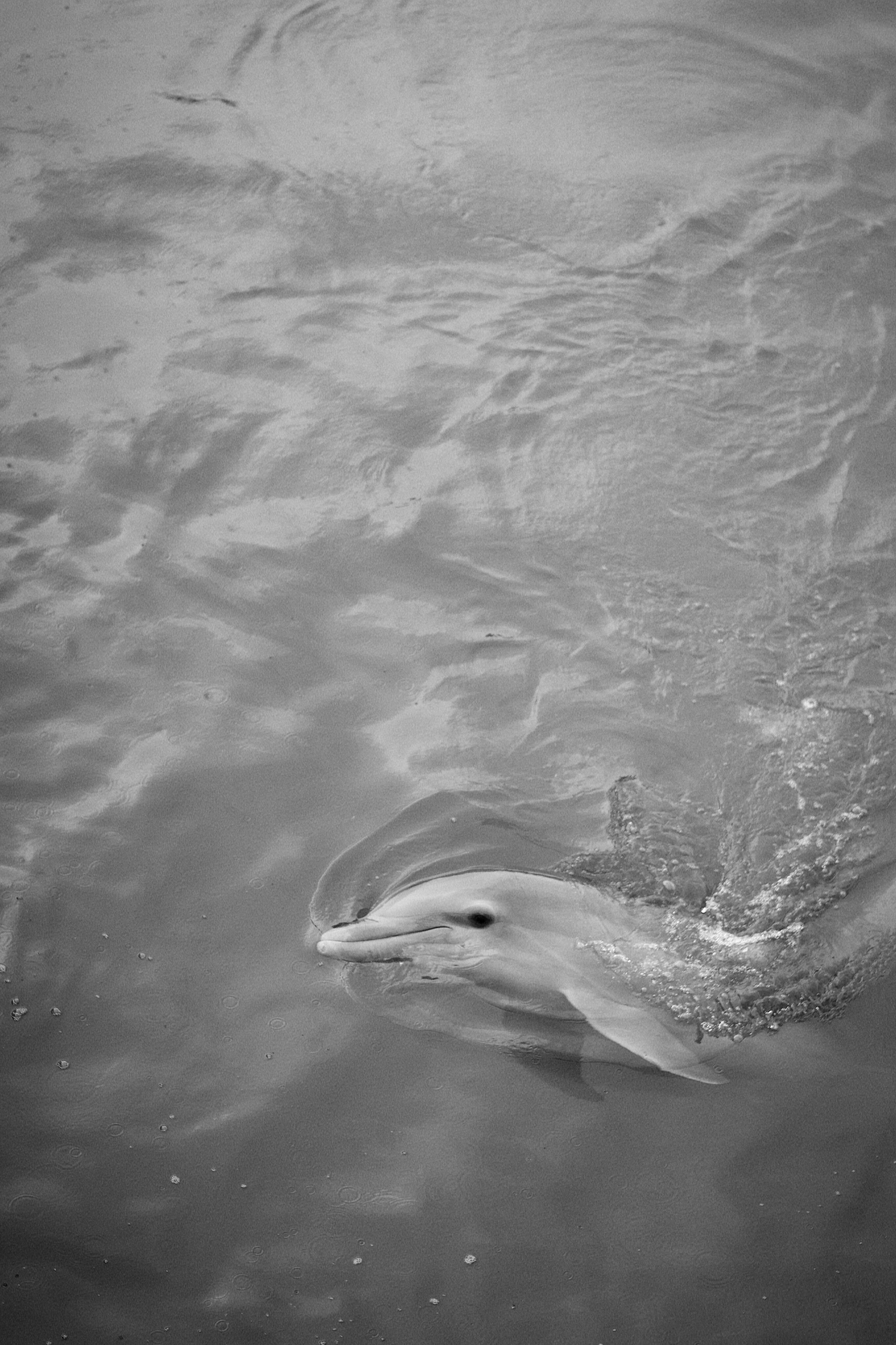Fractal Dolphin Photos, Download The BEST Free Fractal Dolphin Stock ...