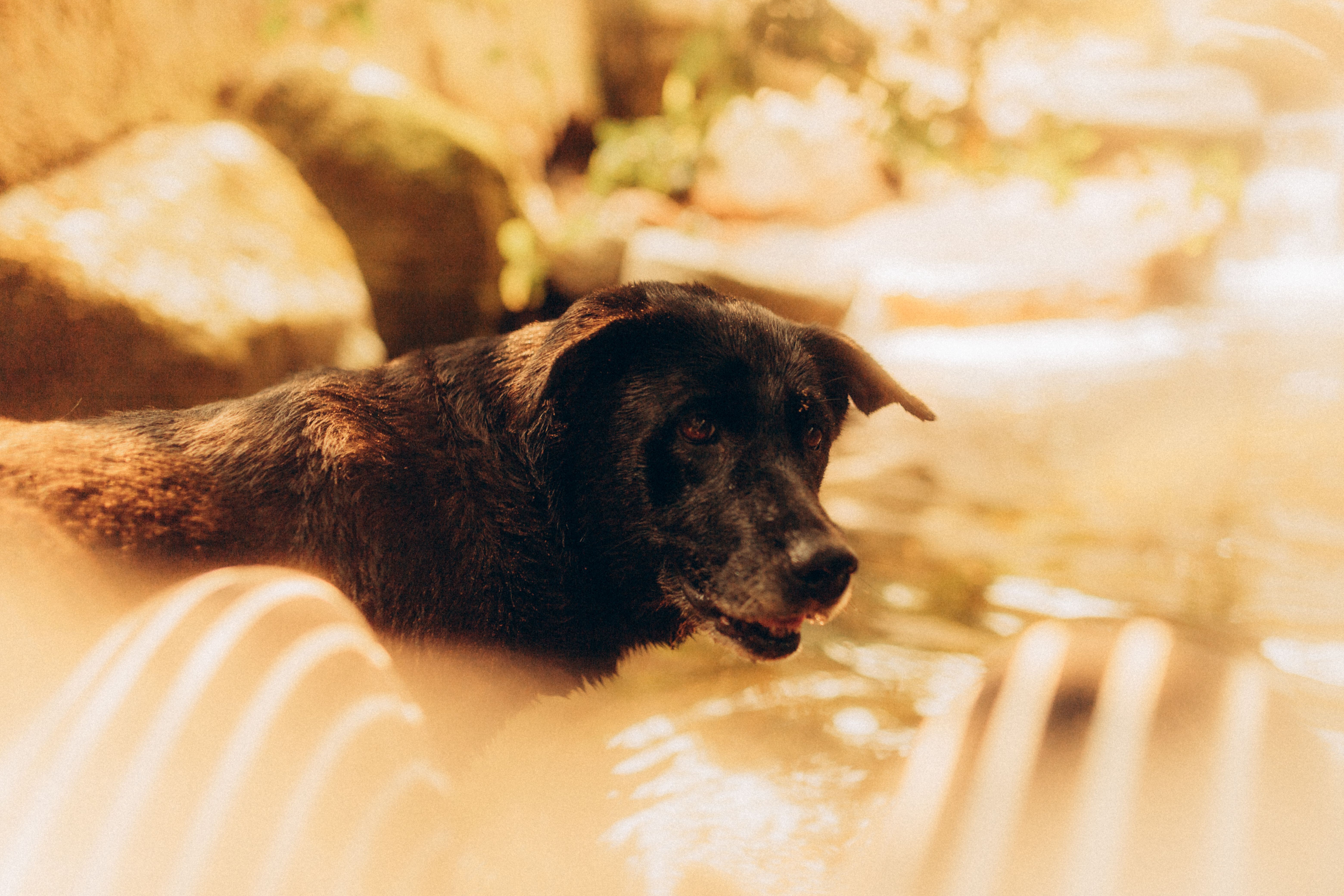 Black Dog in Sunlit Outdoor Setting · Free Stock Photo