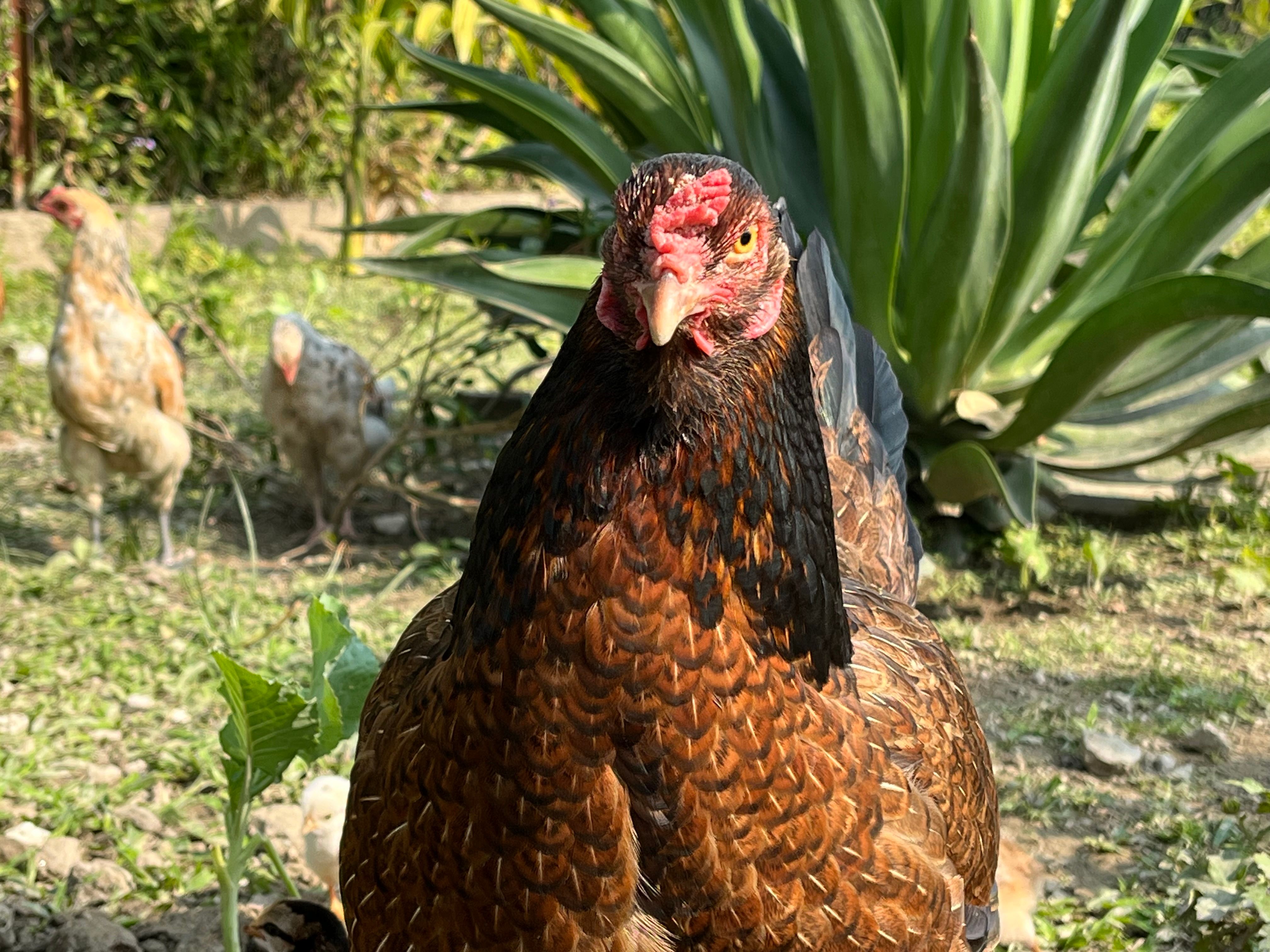 Close-Up of Hen in Natural Habitat Garden · Free Stock Photo