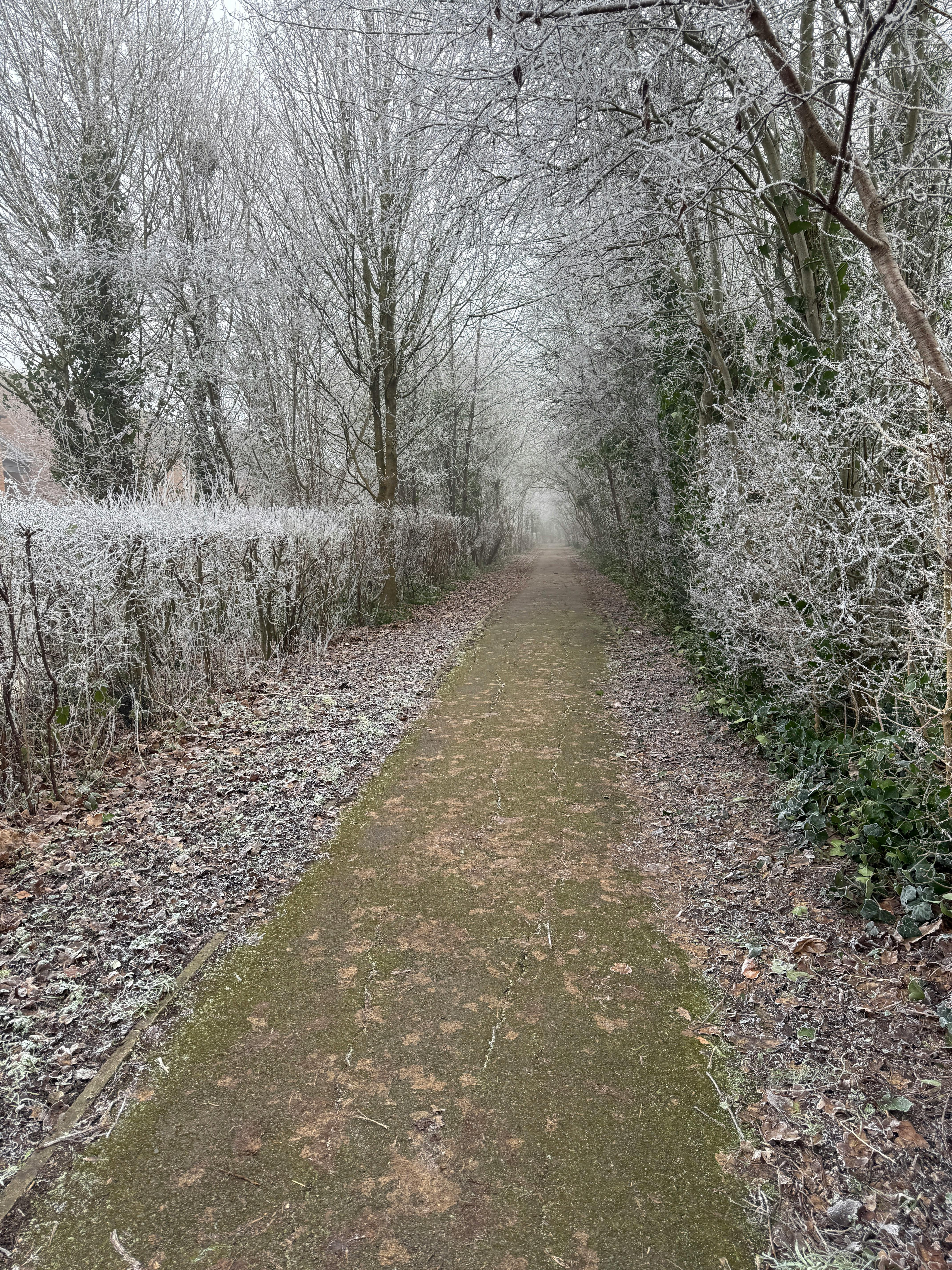 Frosty Winter Pathway in Aylesbury, England · Free Stock Photo