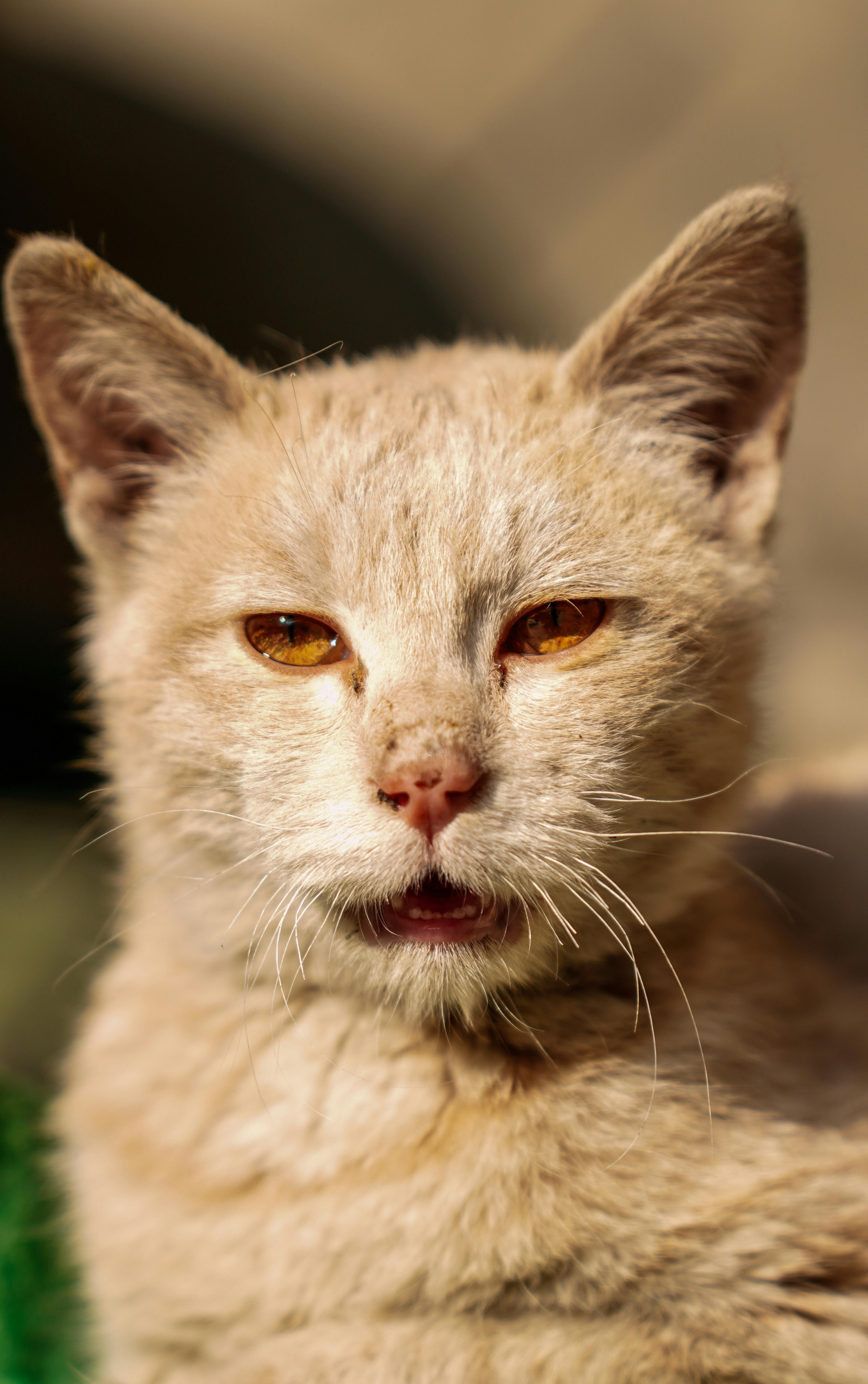 Close-up of a Ginger Cat in Warm Sunlight · Free Stock Photo