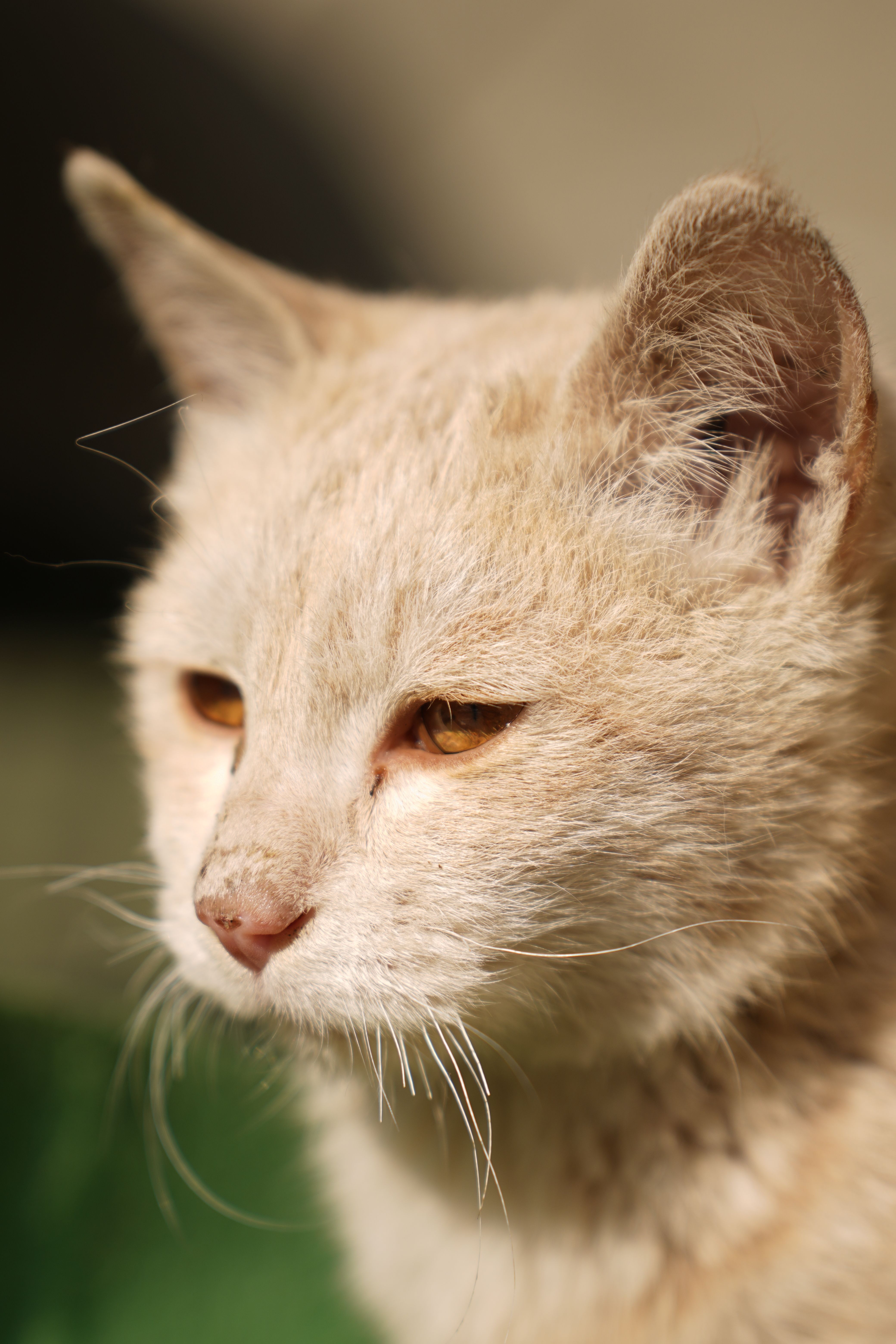 Cat Profile Photos, Download The BEST Free Cat Profile Stock Photos ...