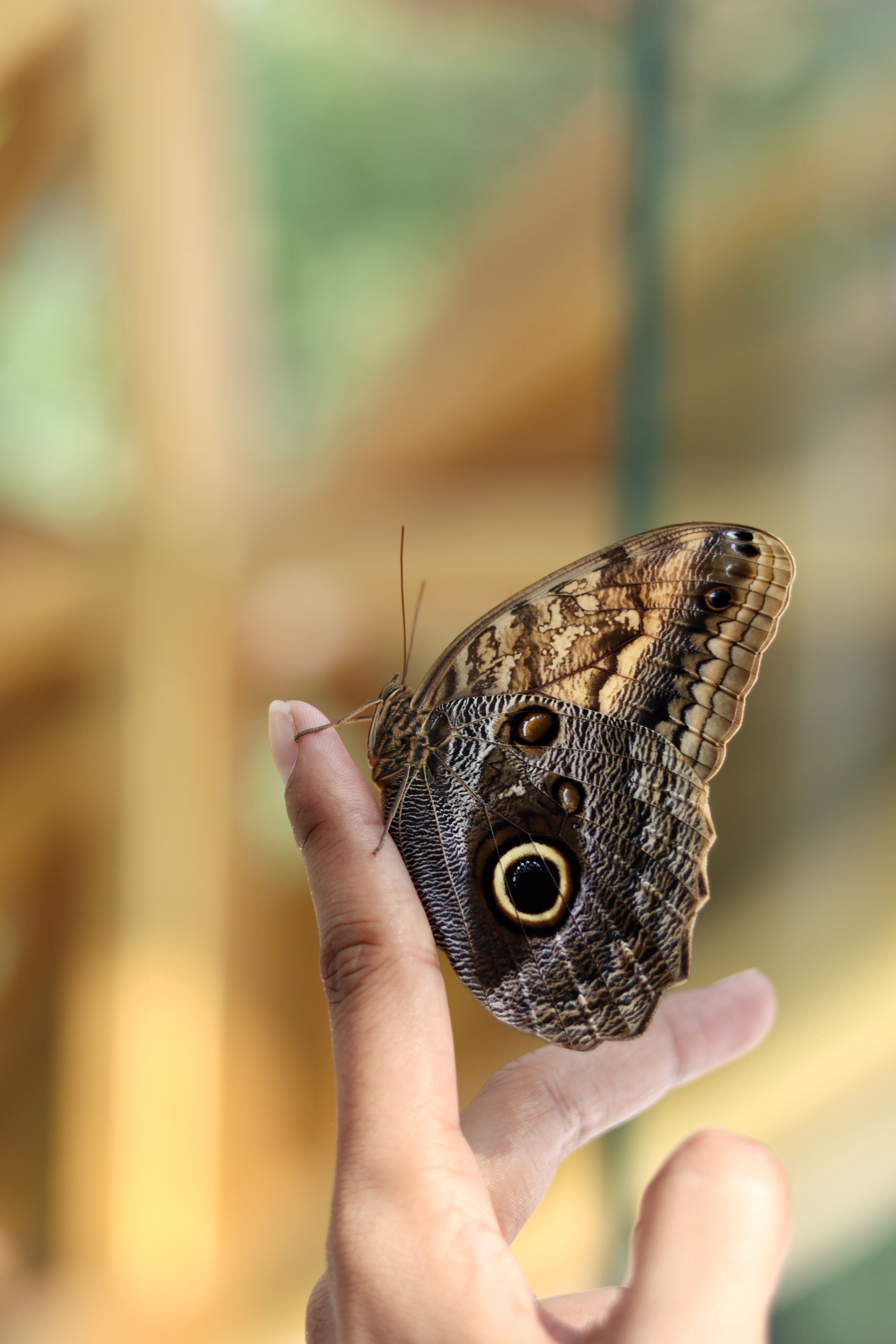 Owl Butterfly on Human Finger · Free Stock Photo