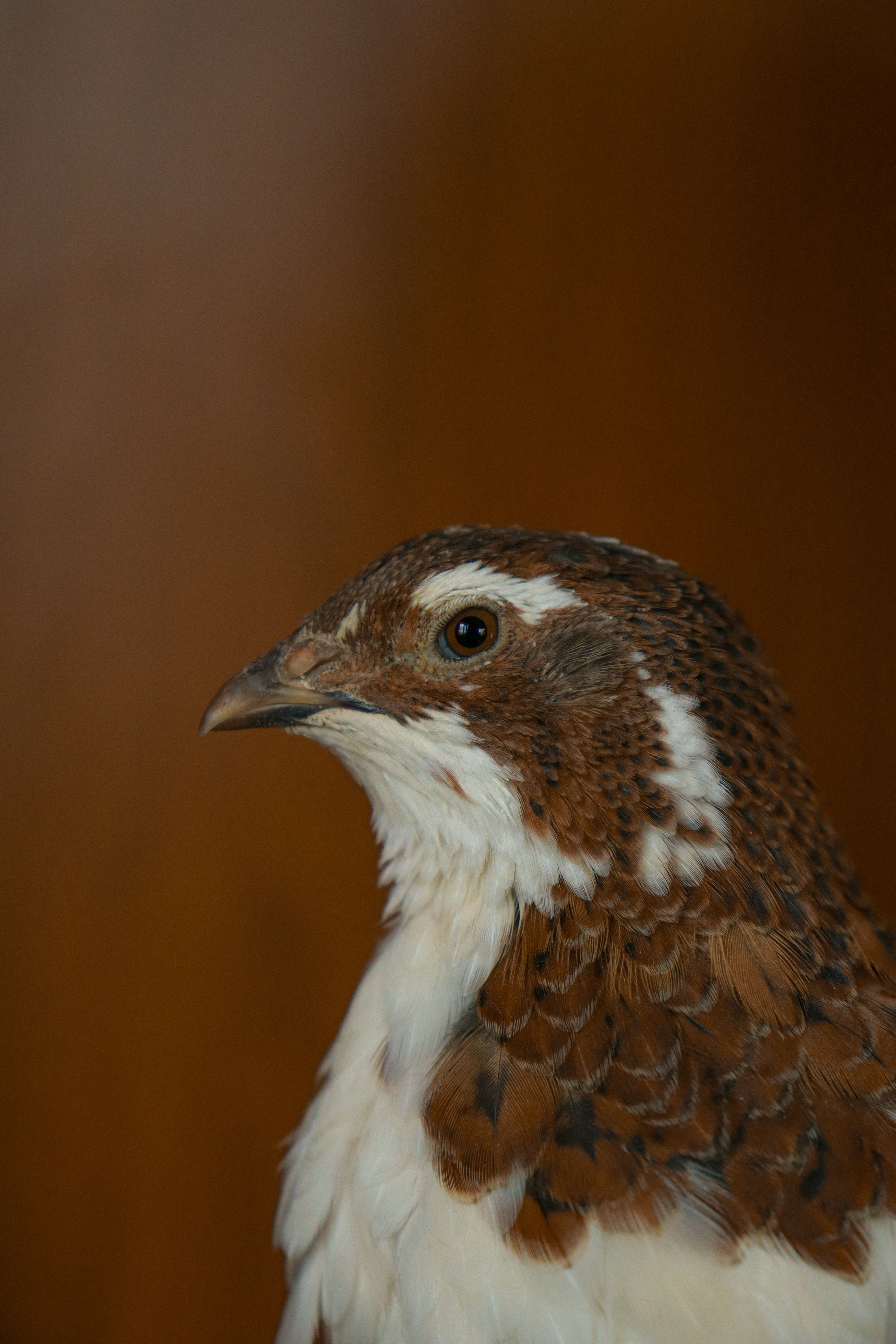 Close-up Portrait of a Brown Quail Bird · Free Stock Photo