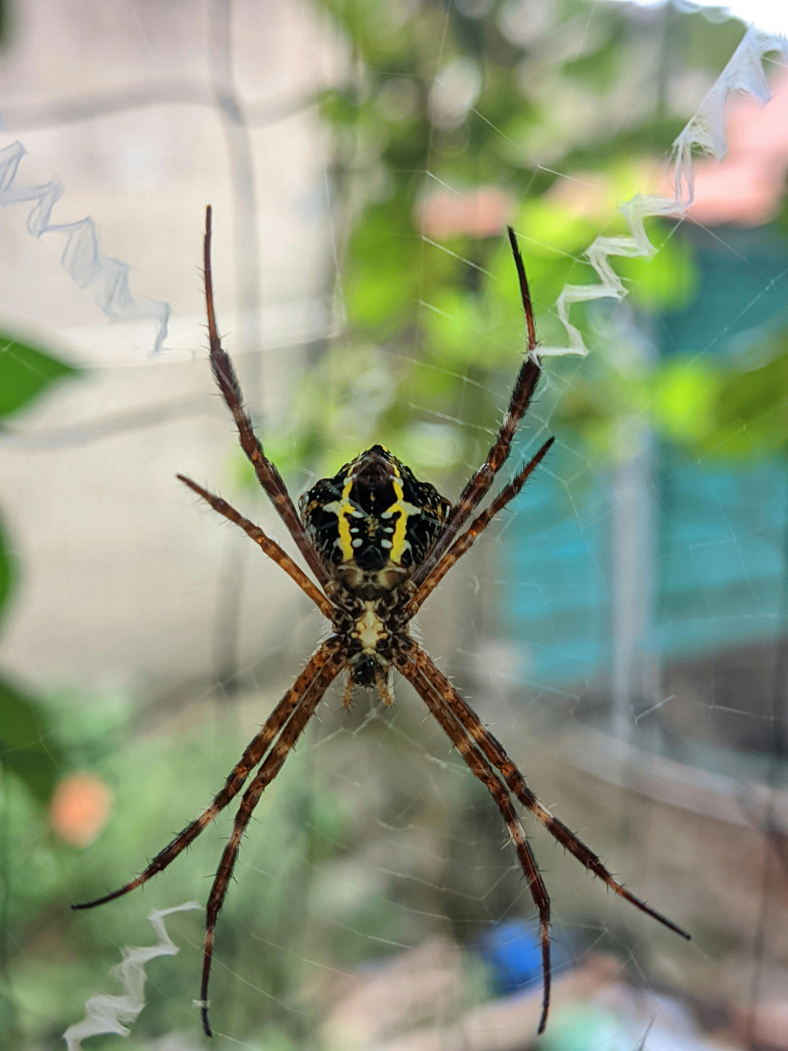 Close-up of Argiope Spider on Web with Zigzag Pattern · Free Stock Photo