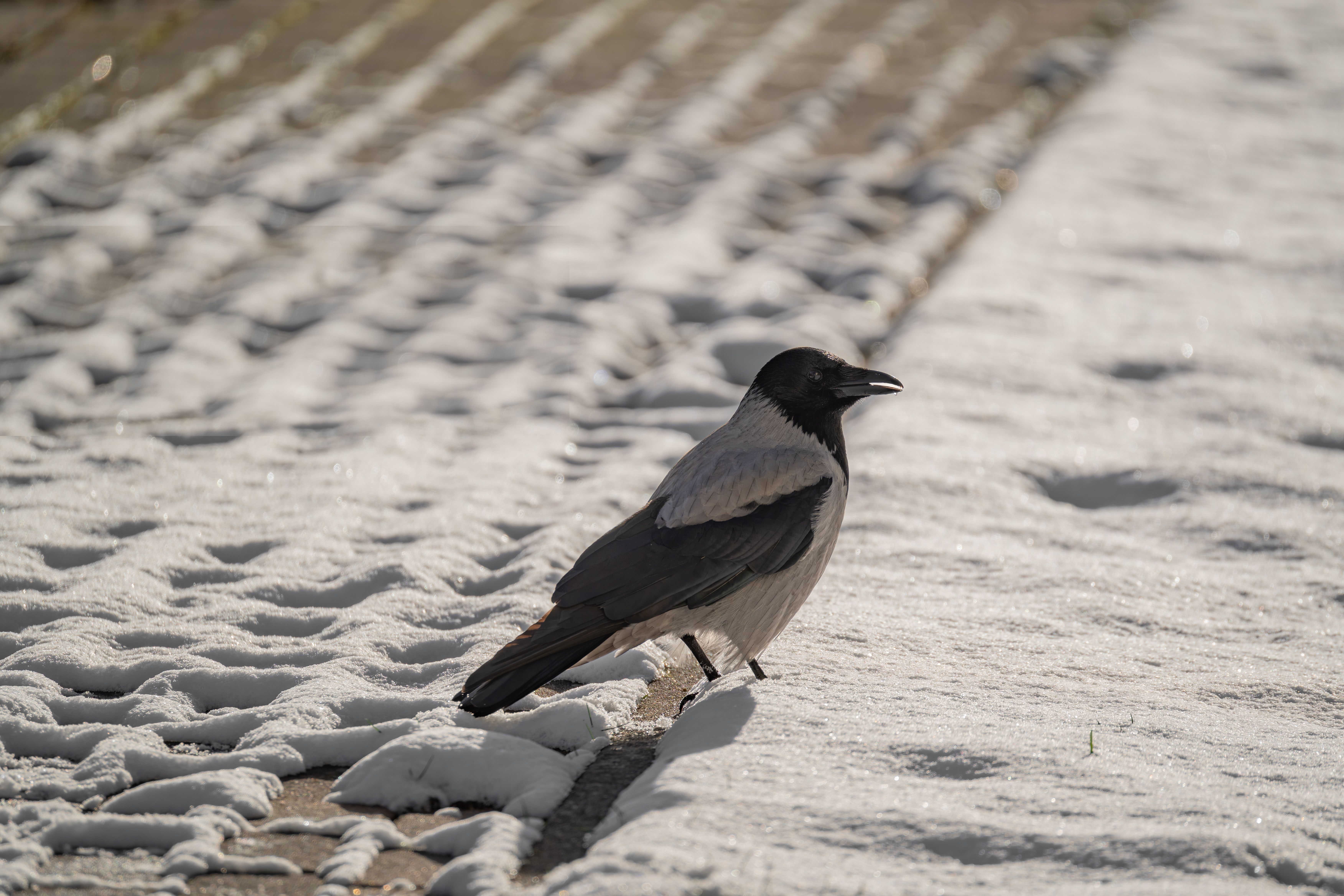 Winter Landscape with a Hooded Crow on Snow · Free Stock Photo
