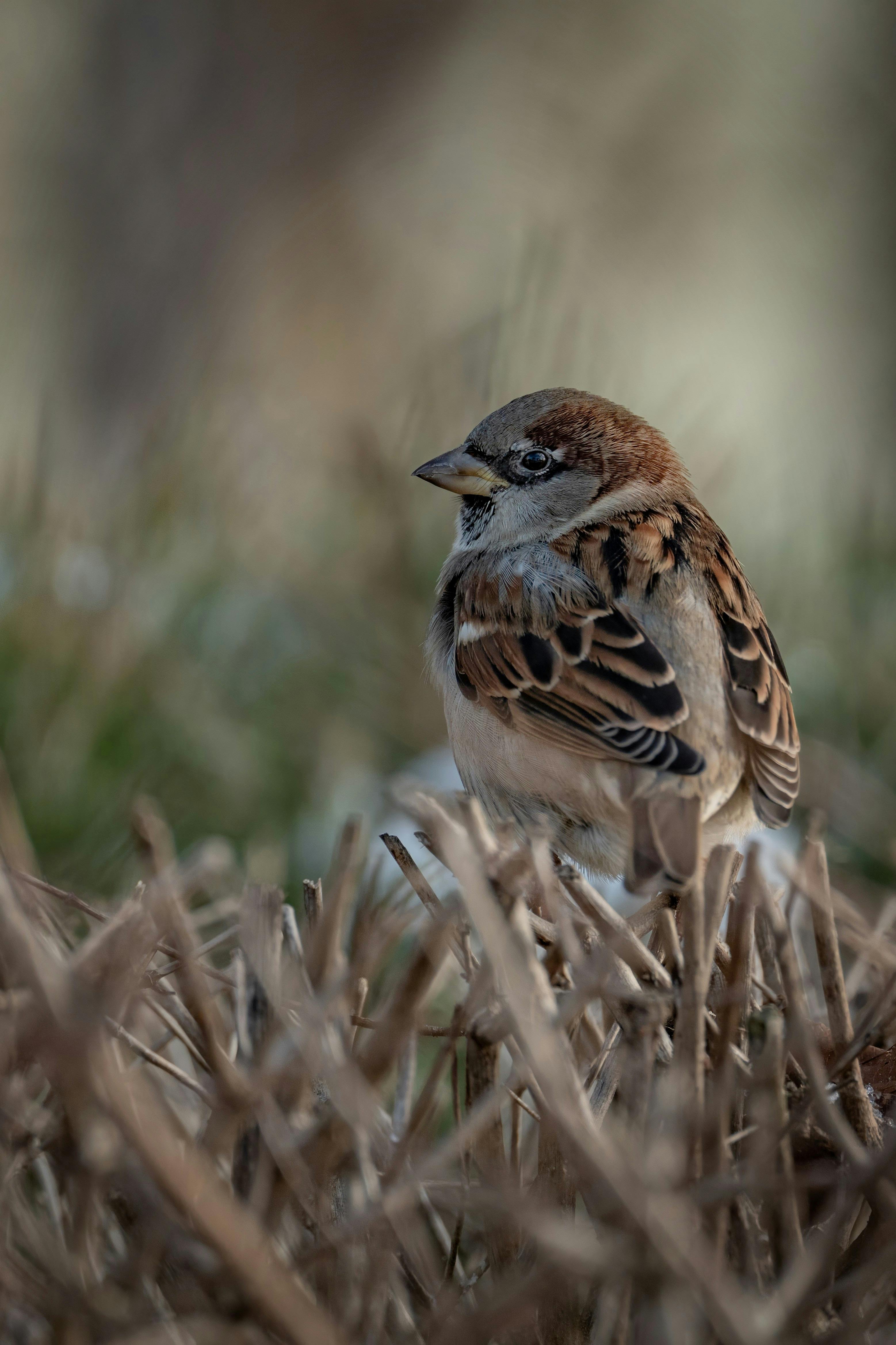 Close-up of a Sparrow in Natural Habitat · Free Stock Photo