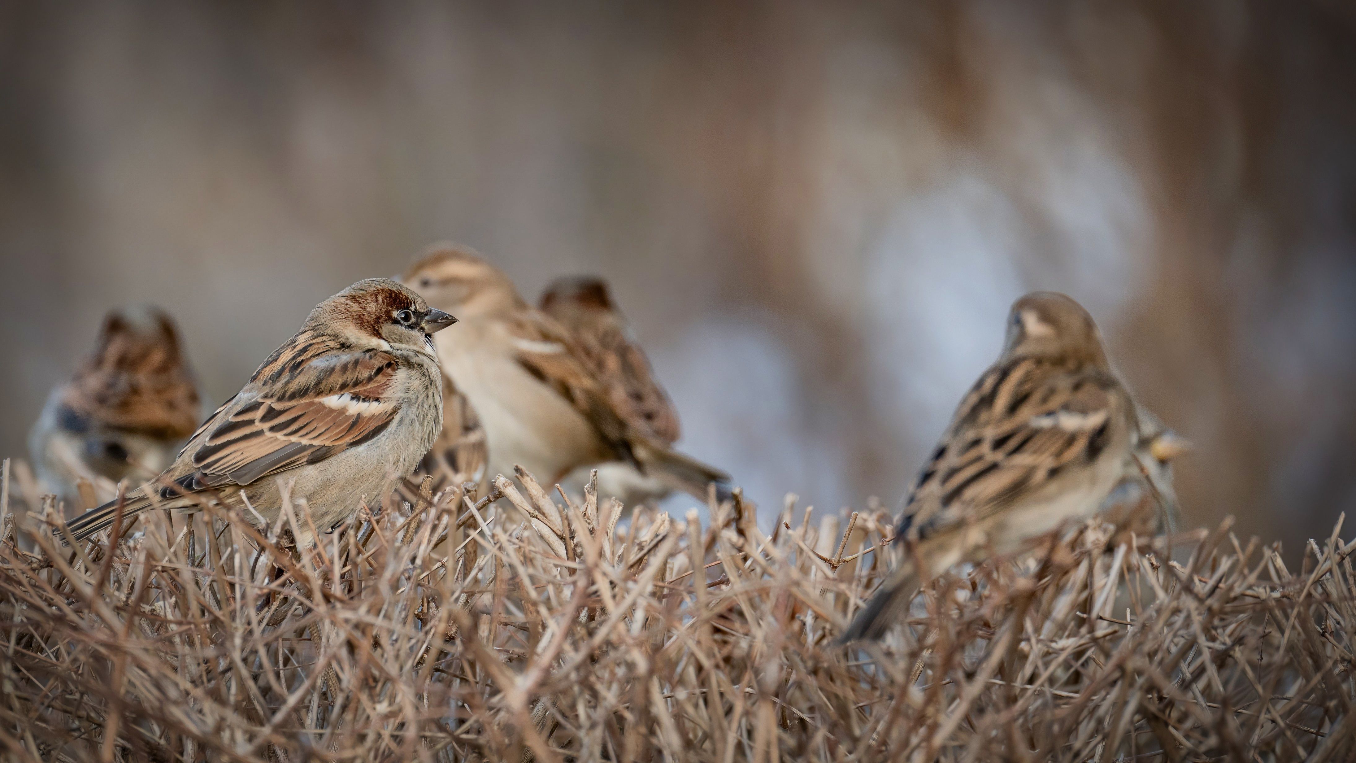 Flock of Sparrows Perched on Bush in Winter · Free Stock Photo