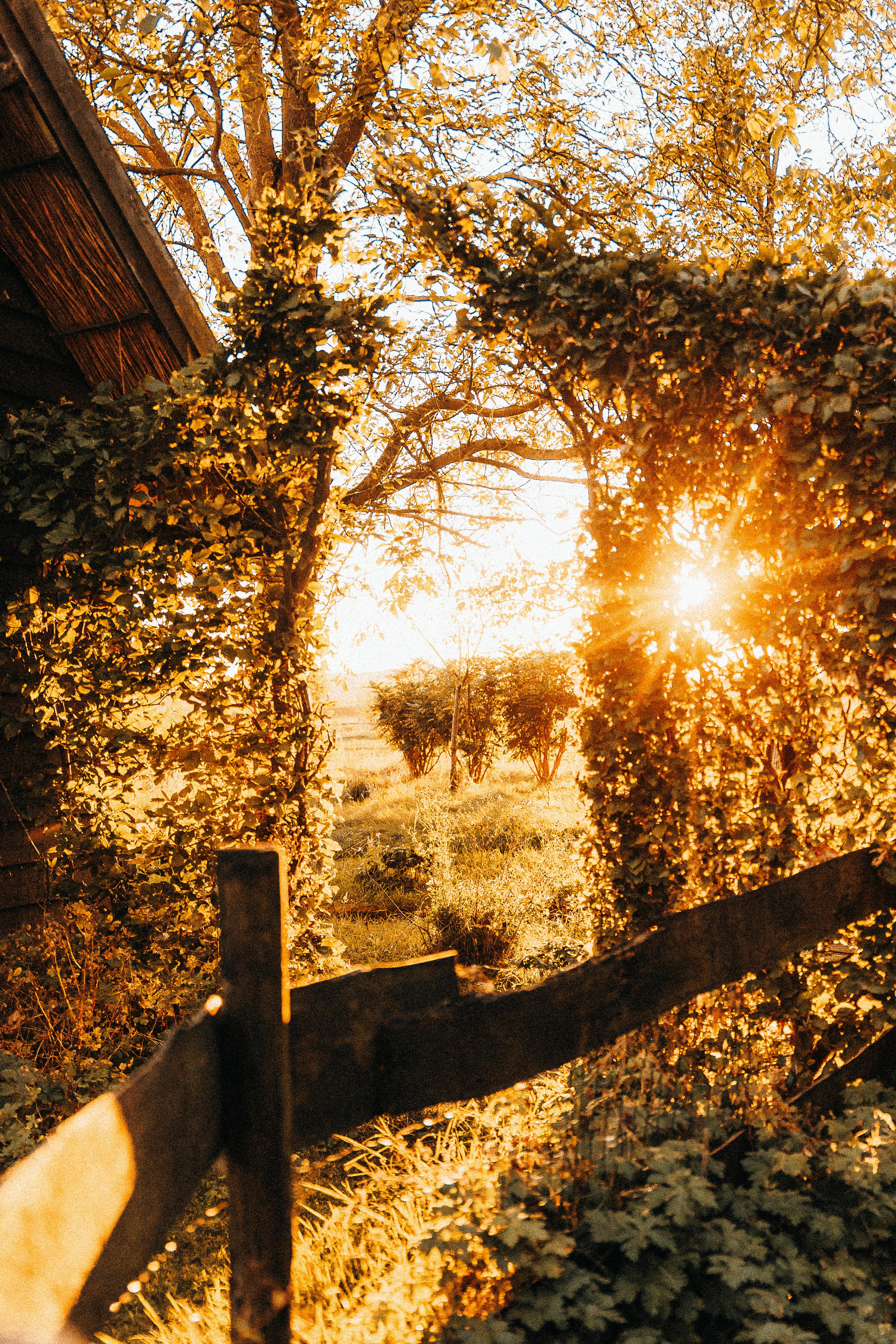 Golden Meridian Photos, Download The BEST Free Golden Meridian Stock ...