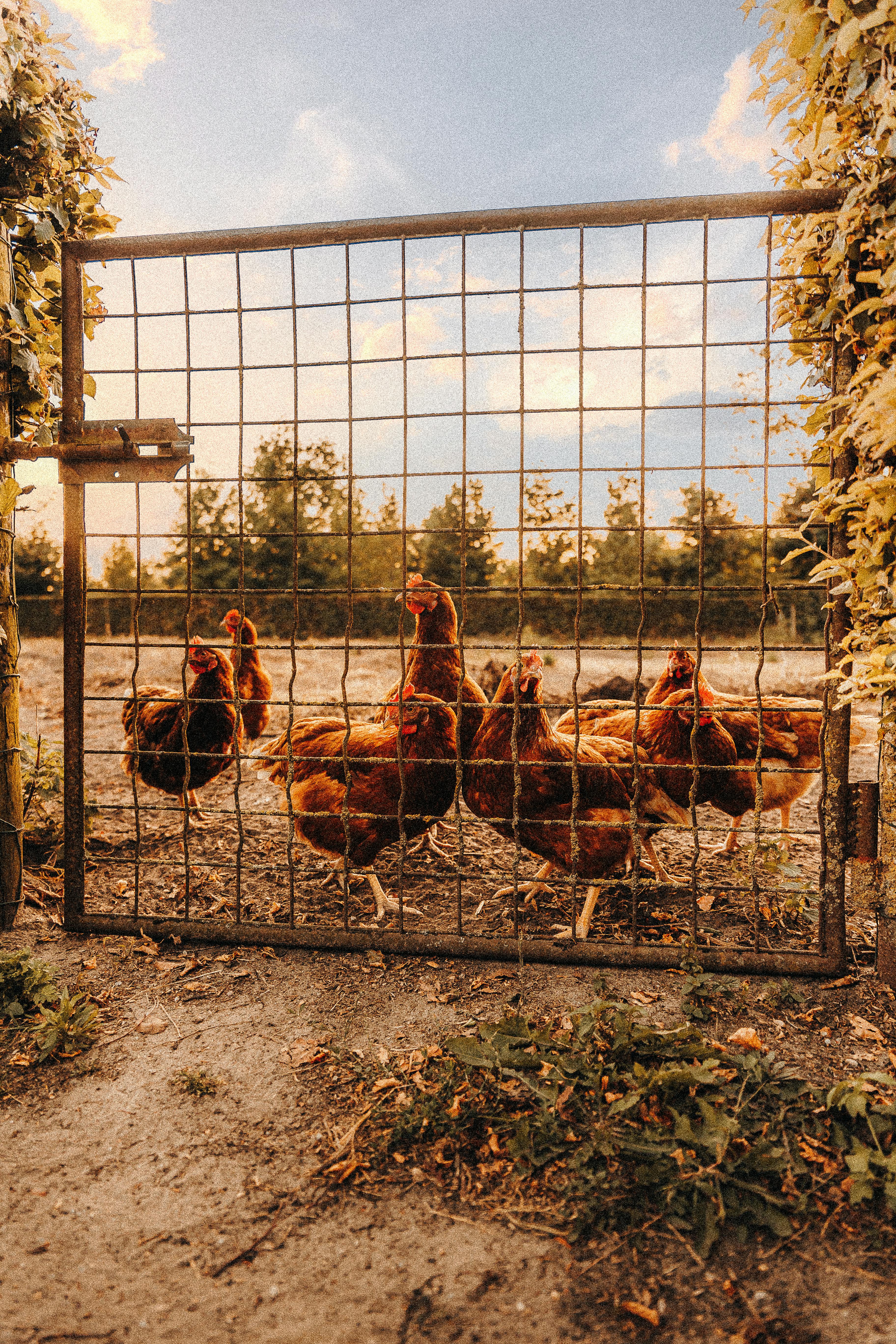 Chickens Behind Garden Gate in Summer Light · Free Stock Photo