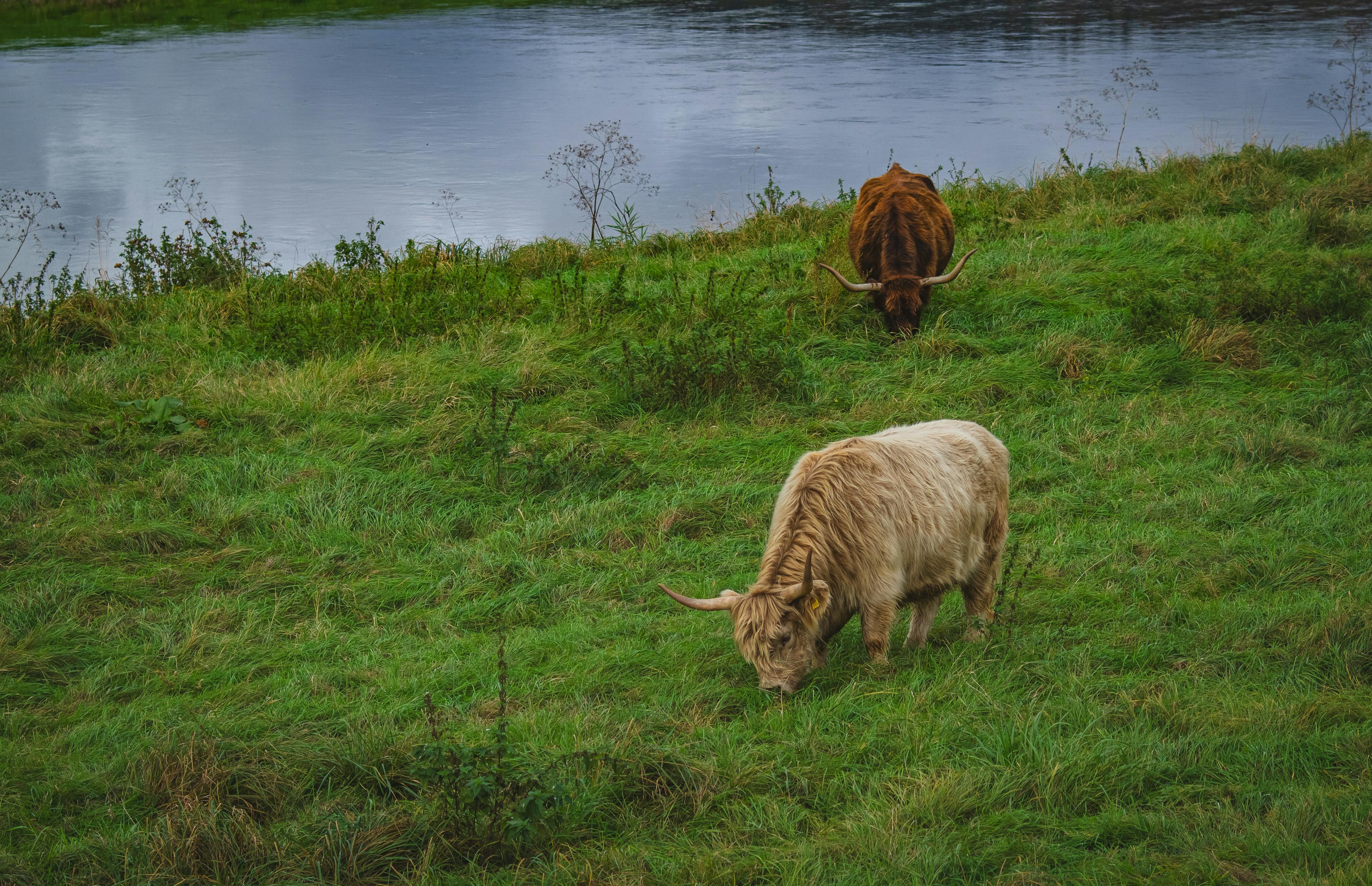 Byc Scotland Photos, Download The BEST Free Byc Scotland Stock Photos ...