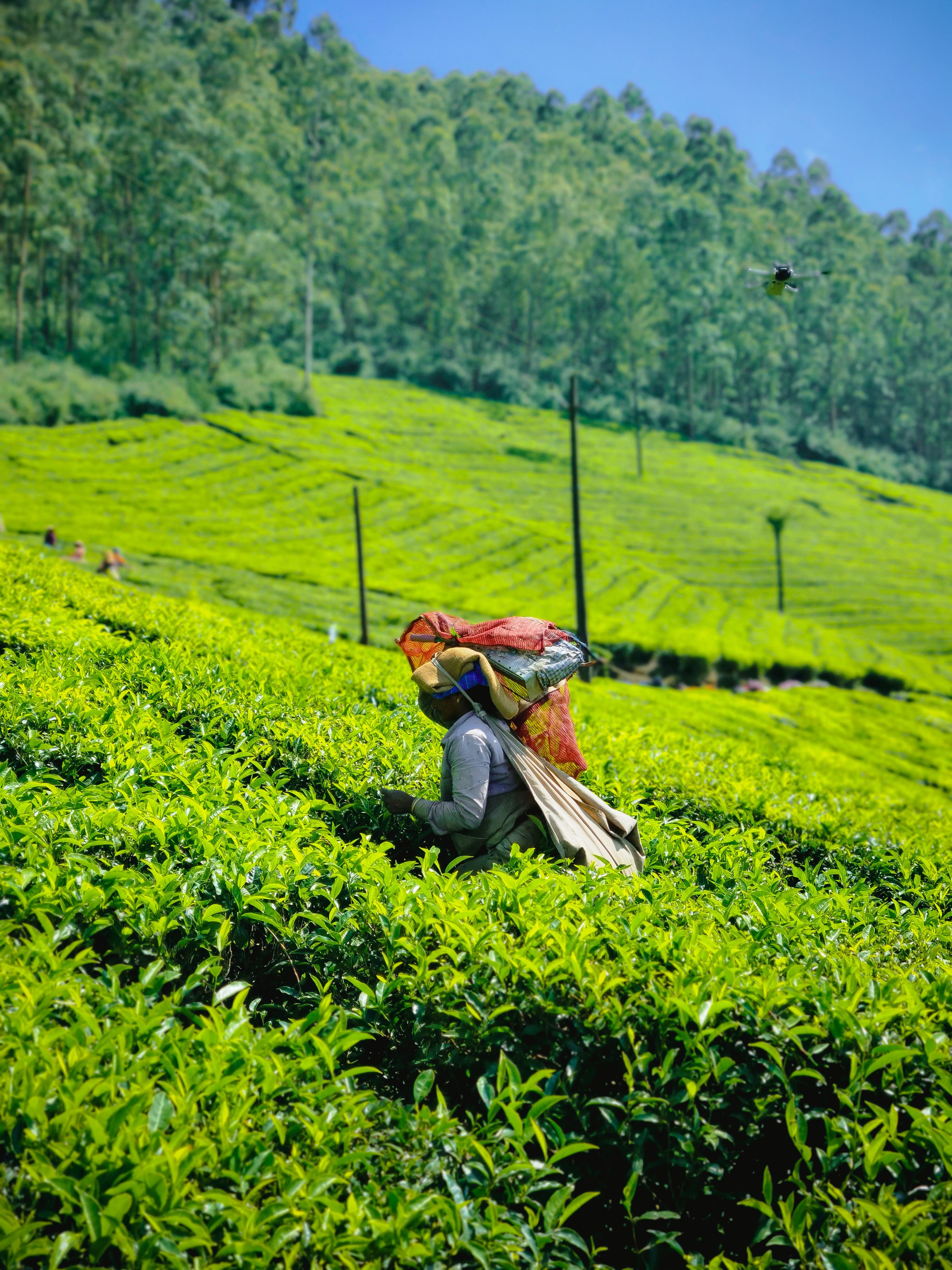 Tea Plantation Worker in Lush Green Fields · Free Stock Photo