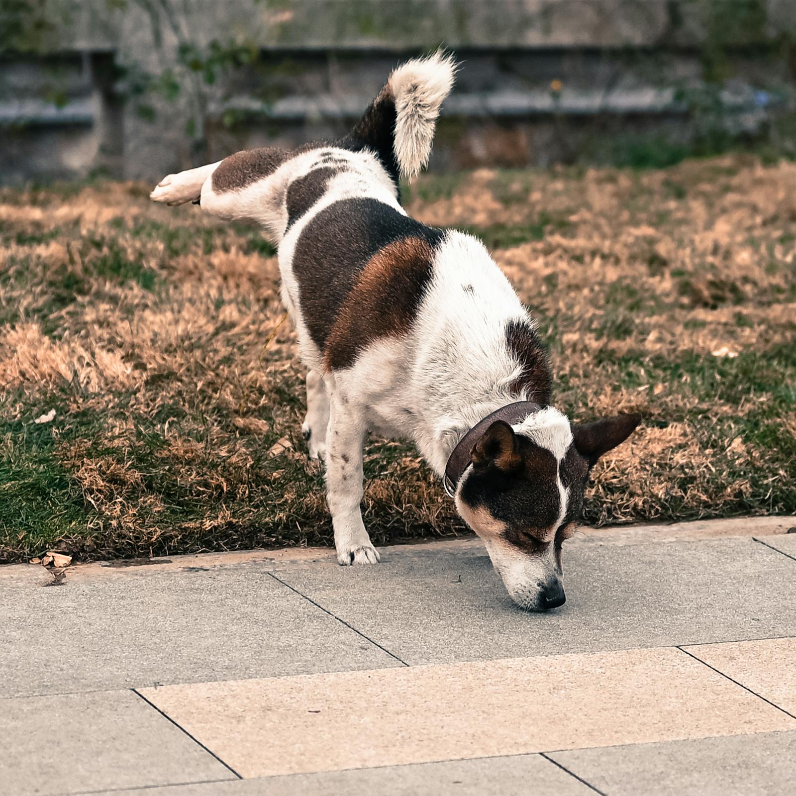 Dog Sniffing Photos, Download The BEST Free Dog Sniffing Stock Photos ...