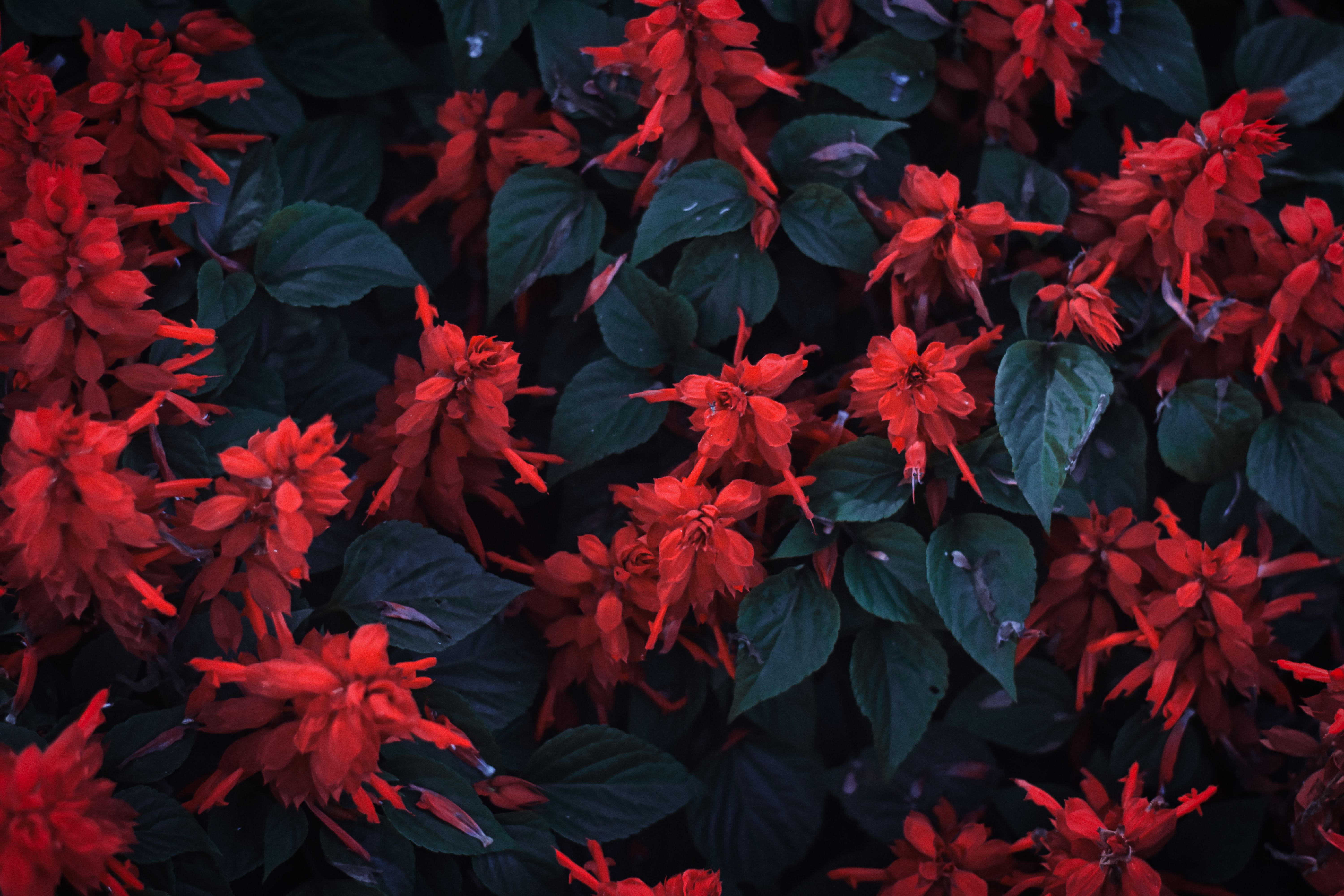 Vibrant Red Salvias in Lush Greenery · Free Stock Photo