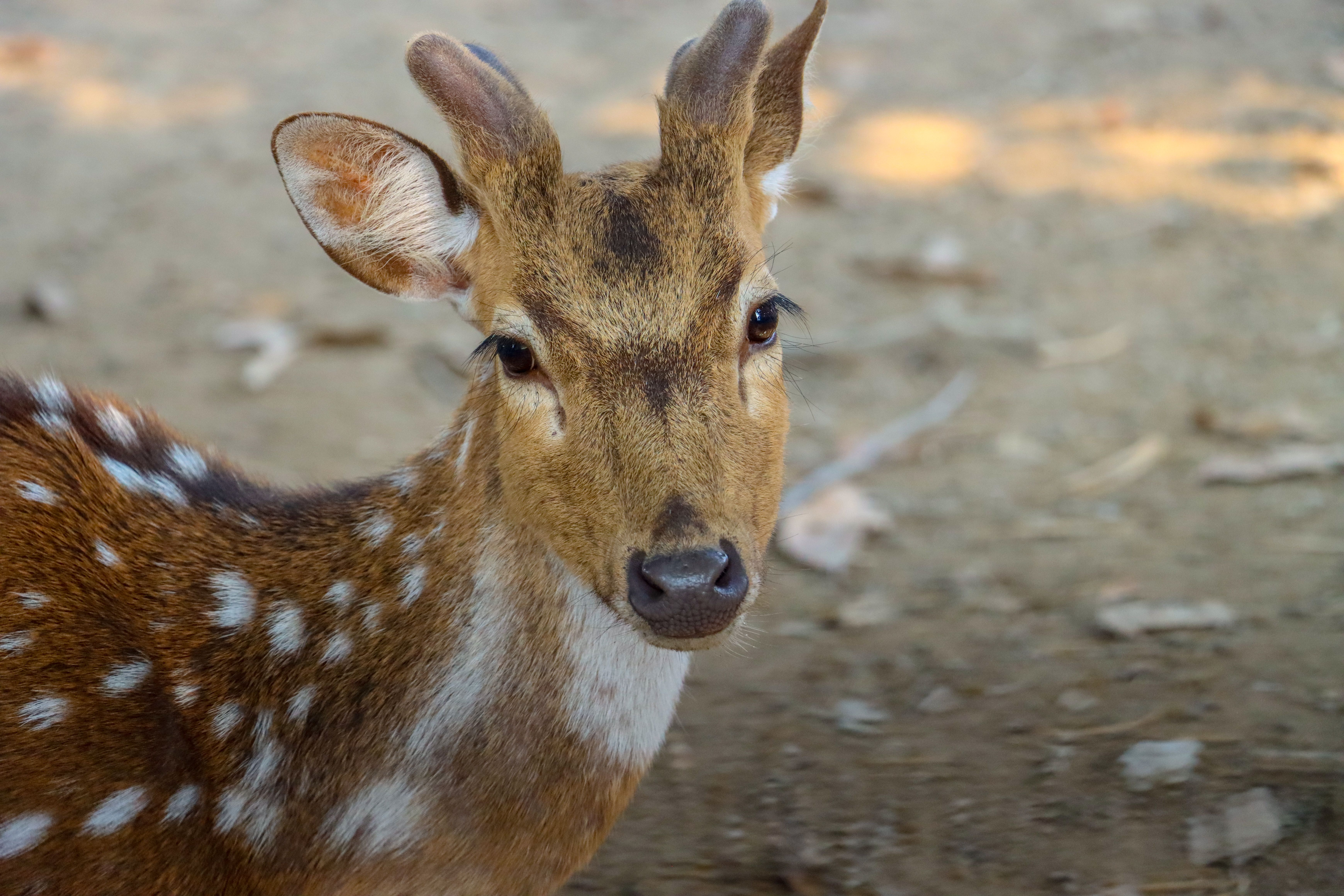 Anime Deer Photos, Download The BEST Free Anime Deer Stock Photos & HD ...