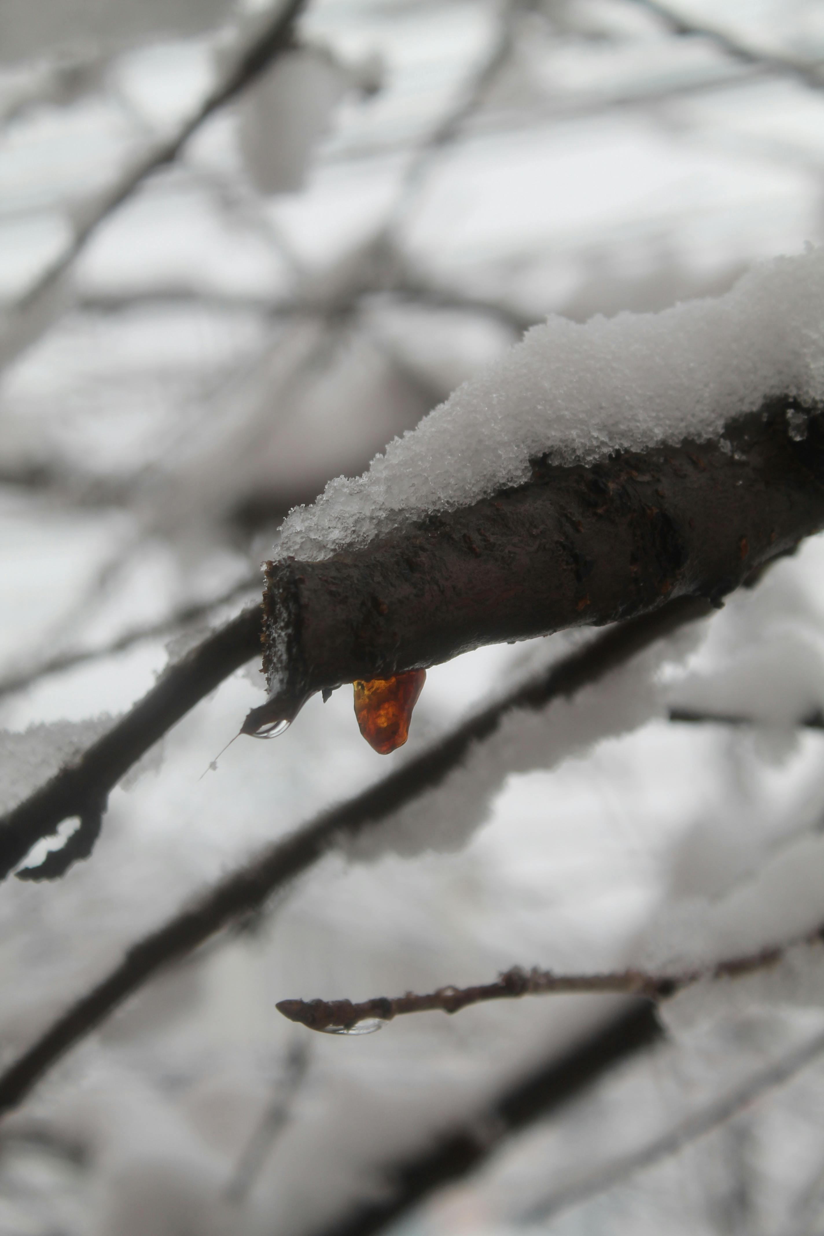 Resin Forest Photos, Download The BEST Free Resin Forest Stock Photos ...