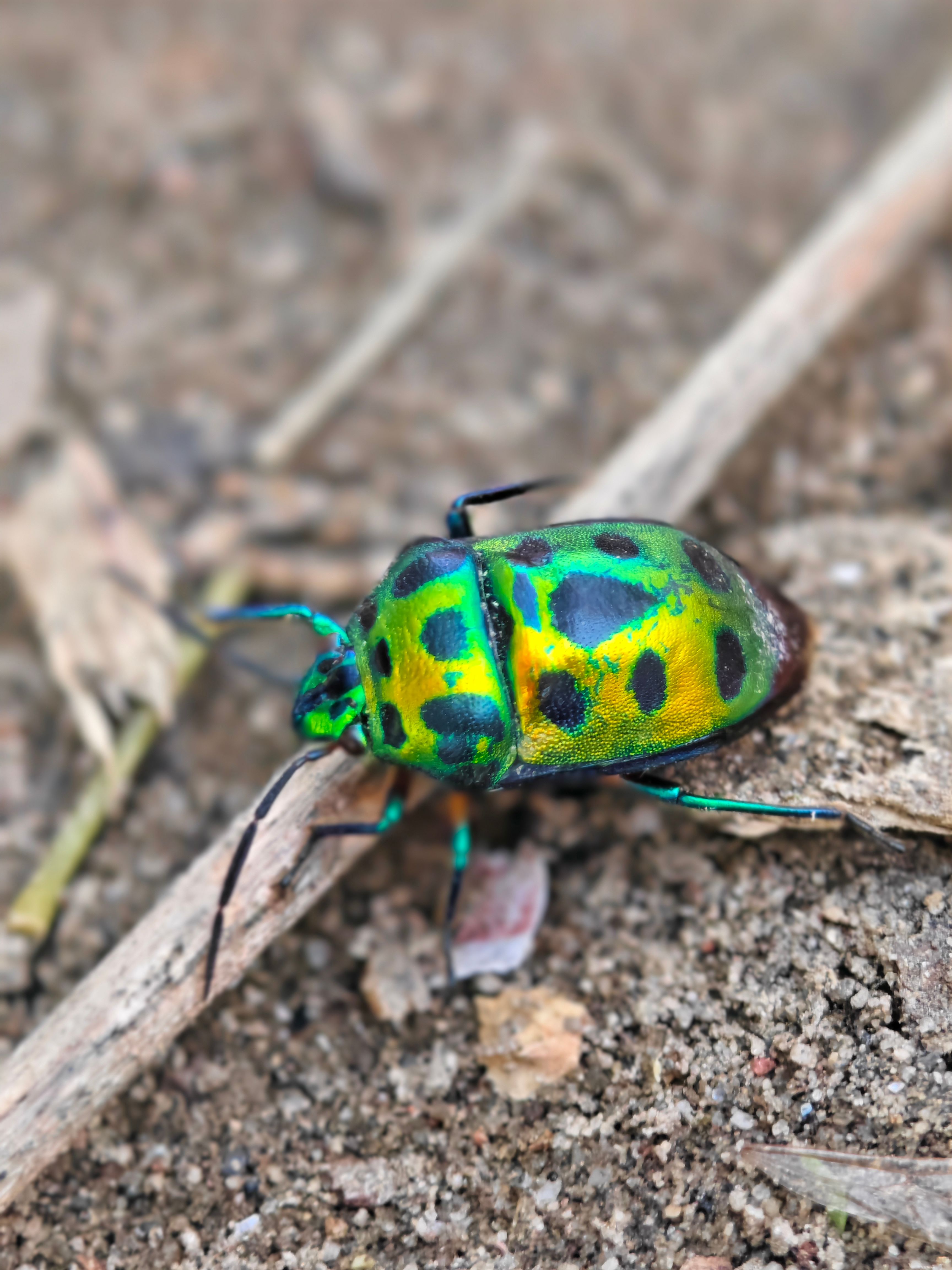 Close-up of a Vibrant Jewel Bug on Soil · Free Stock Photo