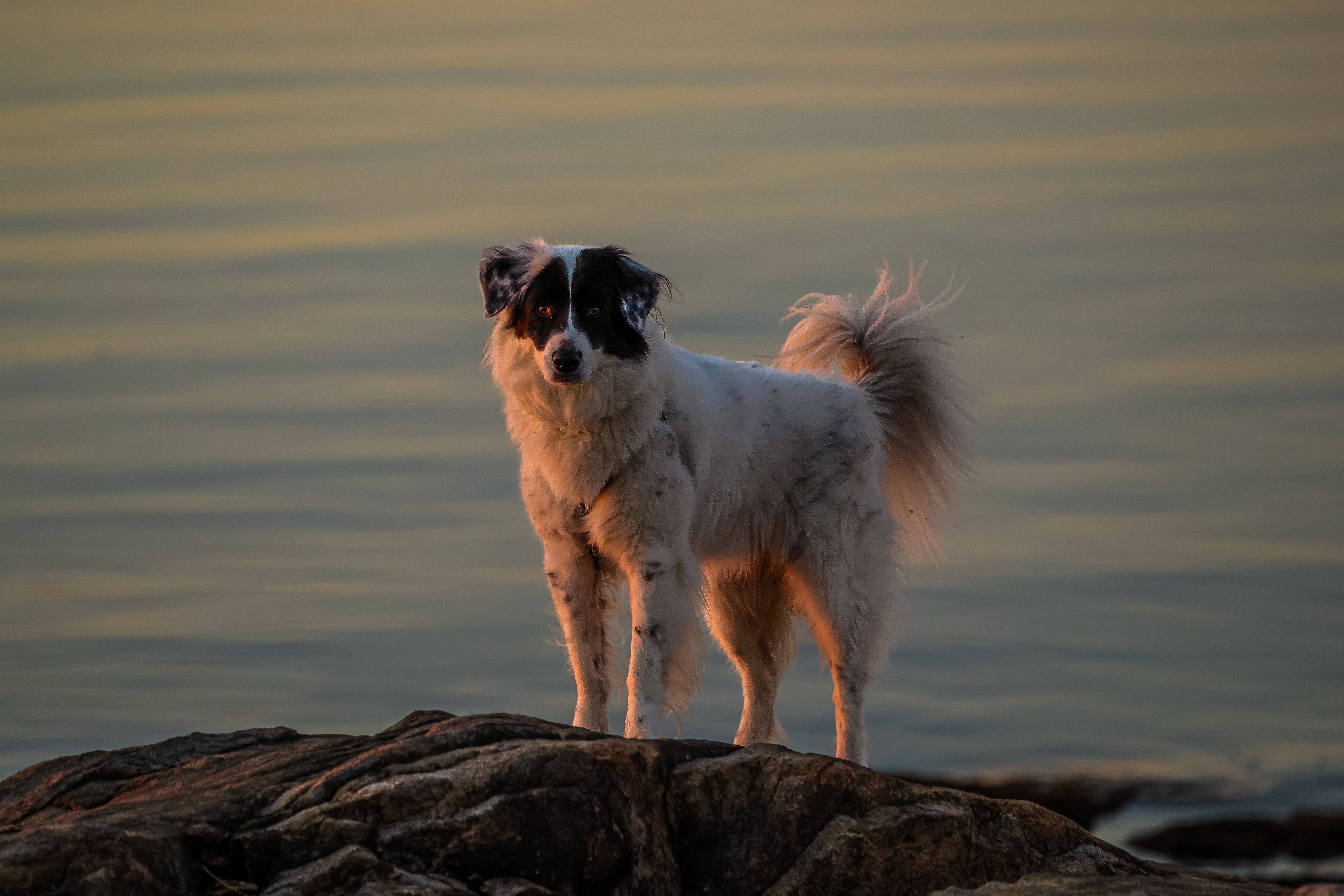Dog on Rock at Sunrise in Stamford · Free Stock Photo
