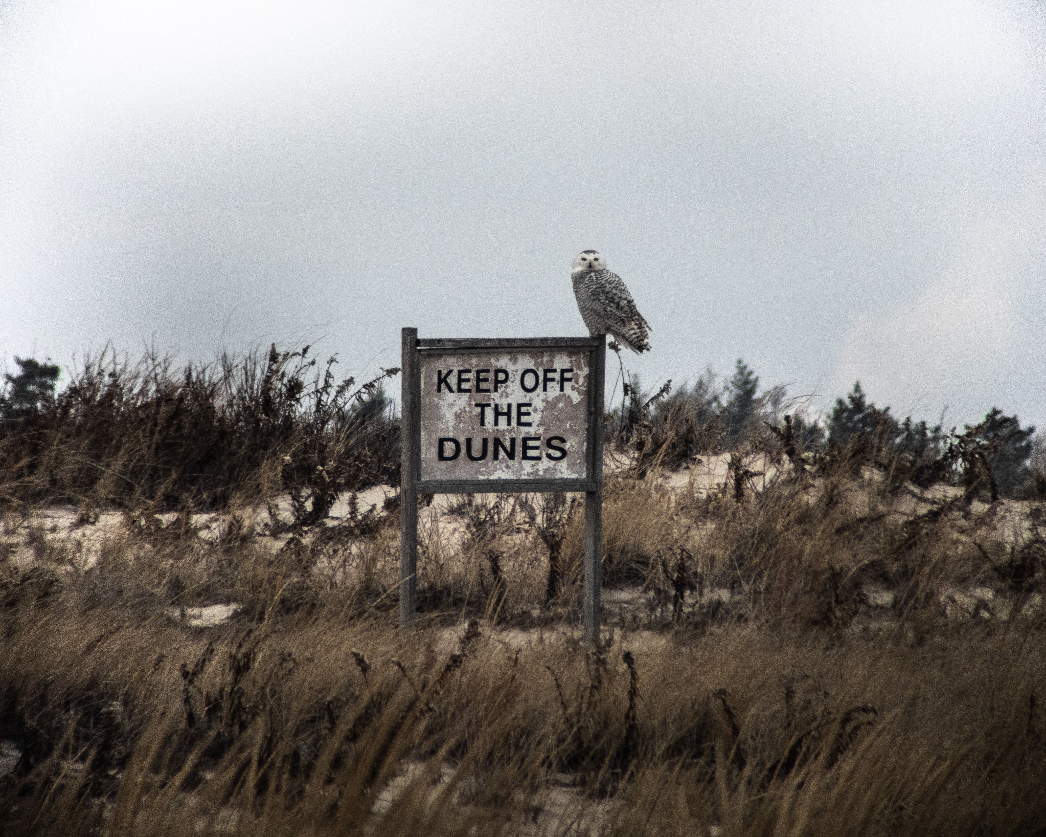 Snowy Owl Perched on Dunes Warning Sign · Free Stock Photo