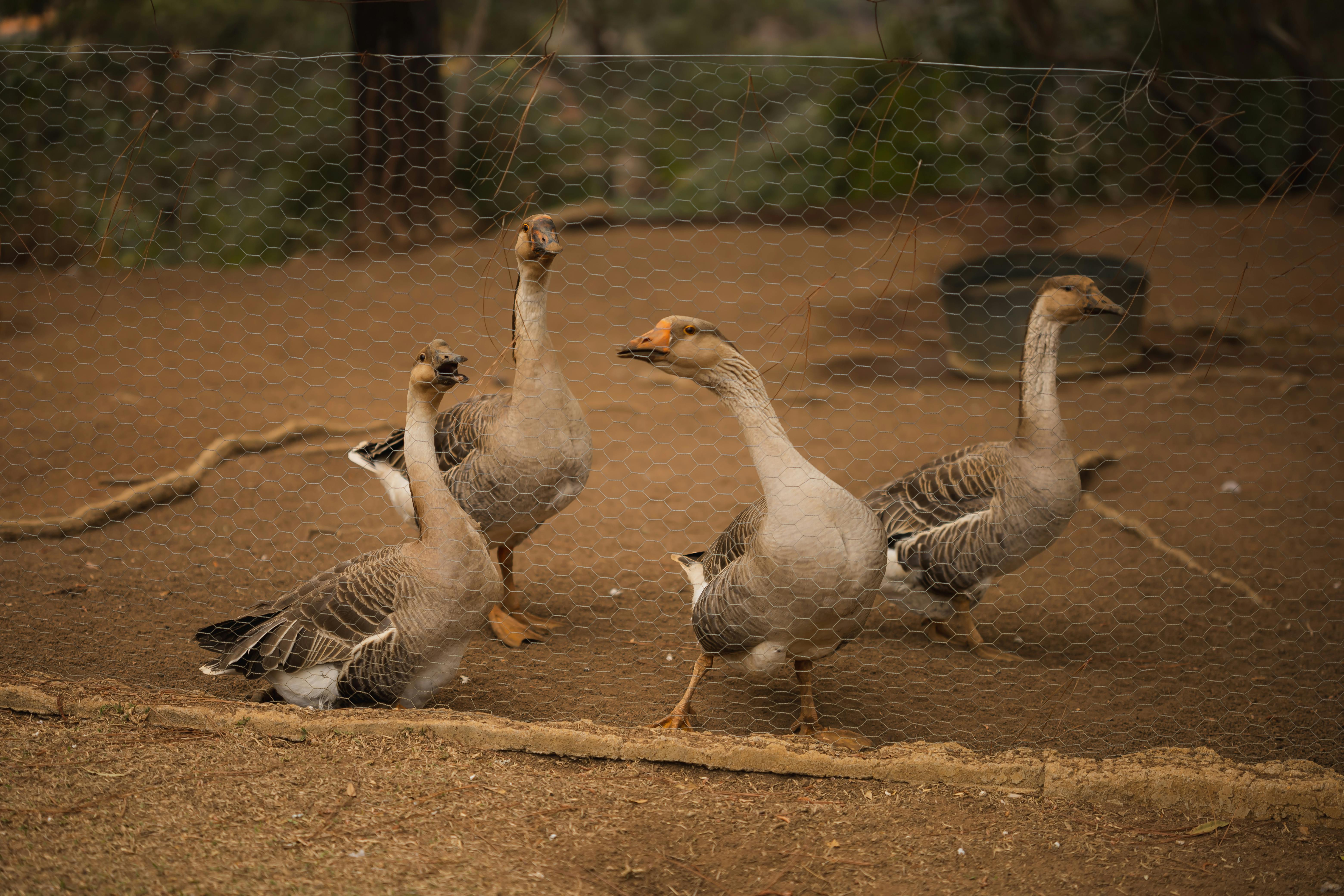 Four Geese in Enclosure at Farm · Free Stock Photo