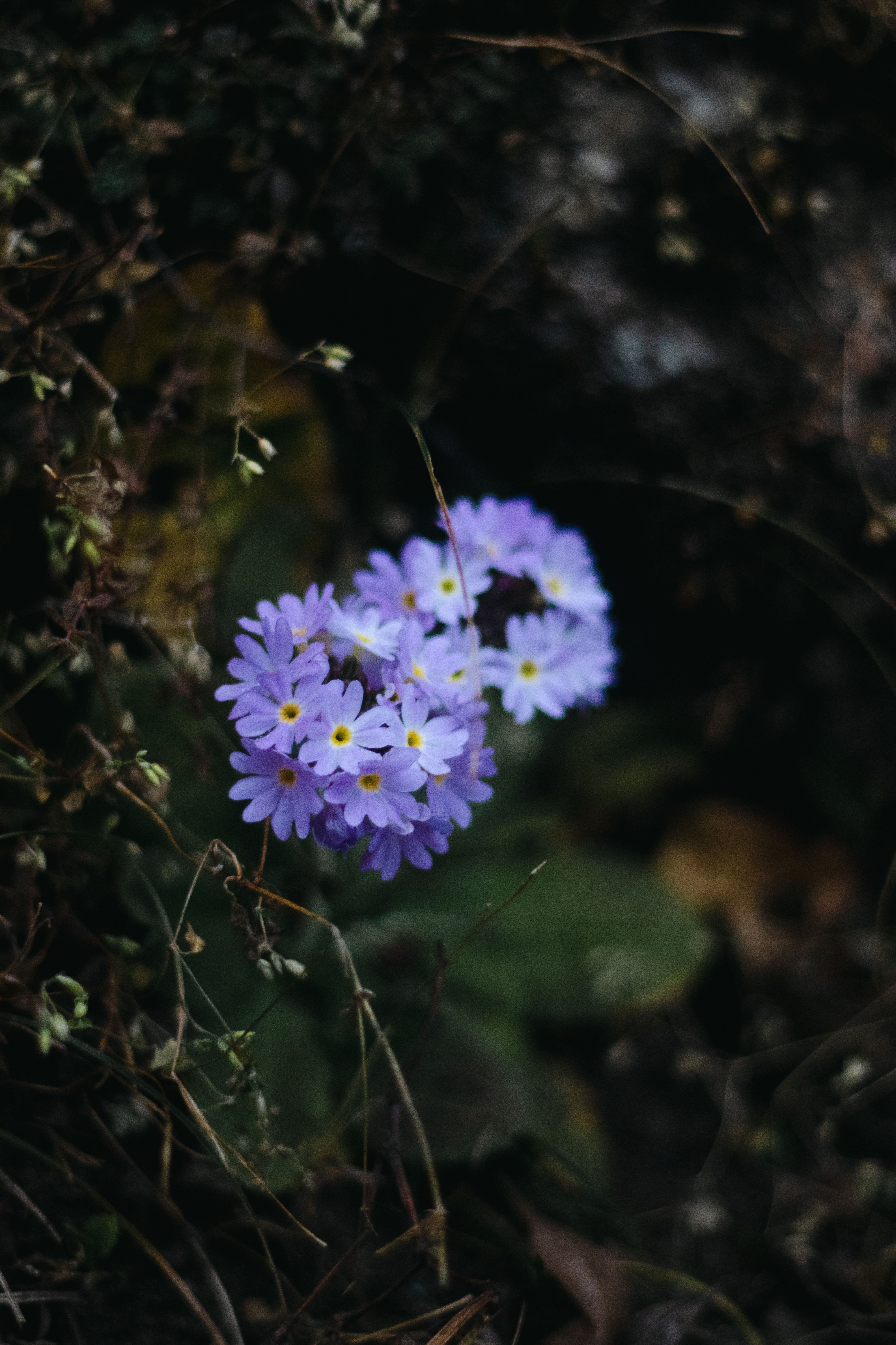 Vibrant Himalayan Primrose in Natural Setting · Free Stock Photo