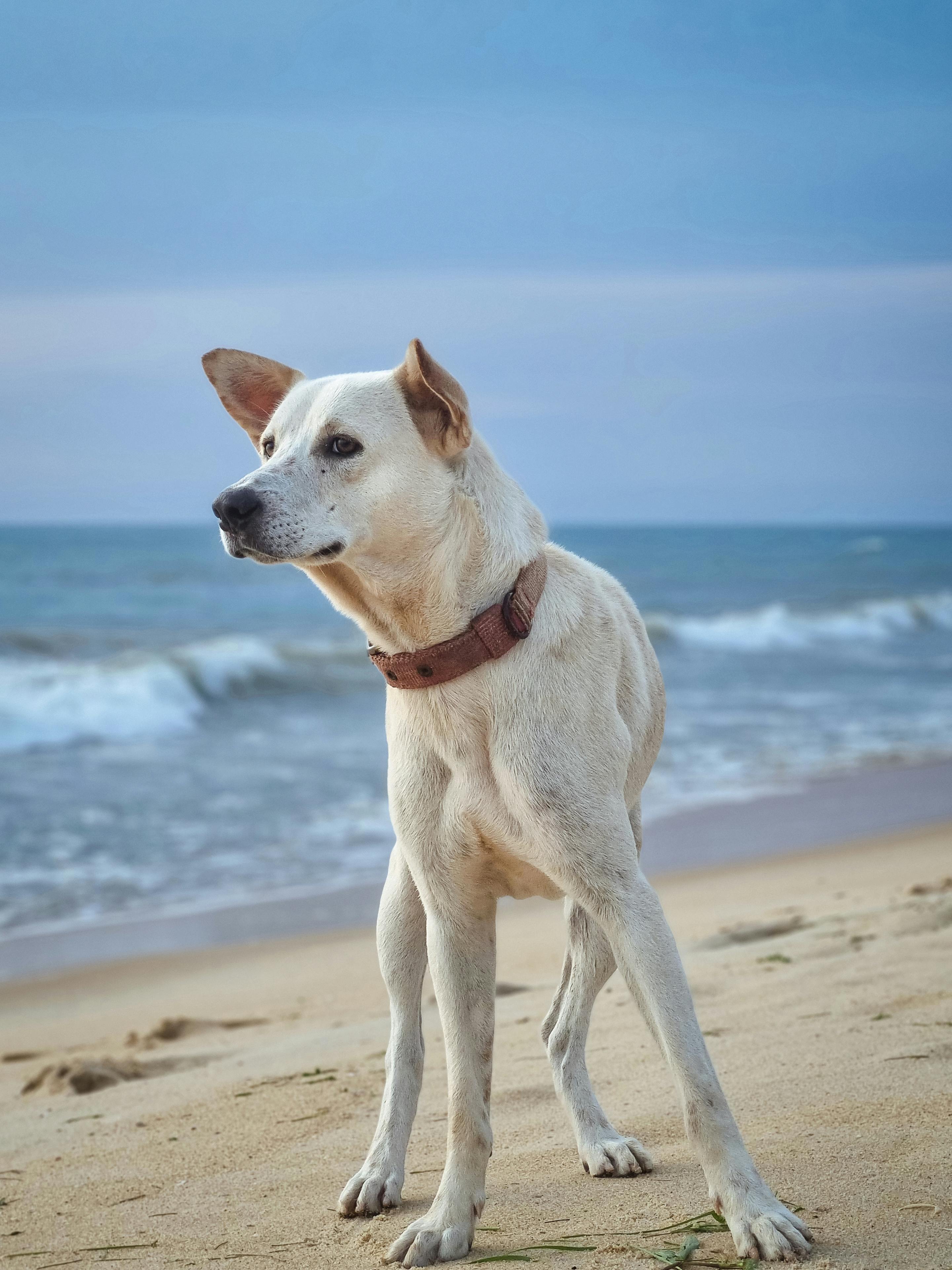 Dog Standing on Malpe Beach in Karnataka · Free Stock Photo