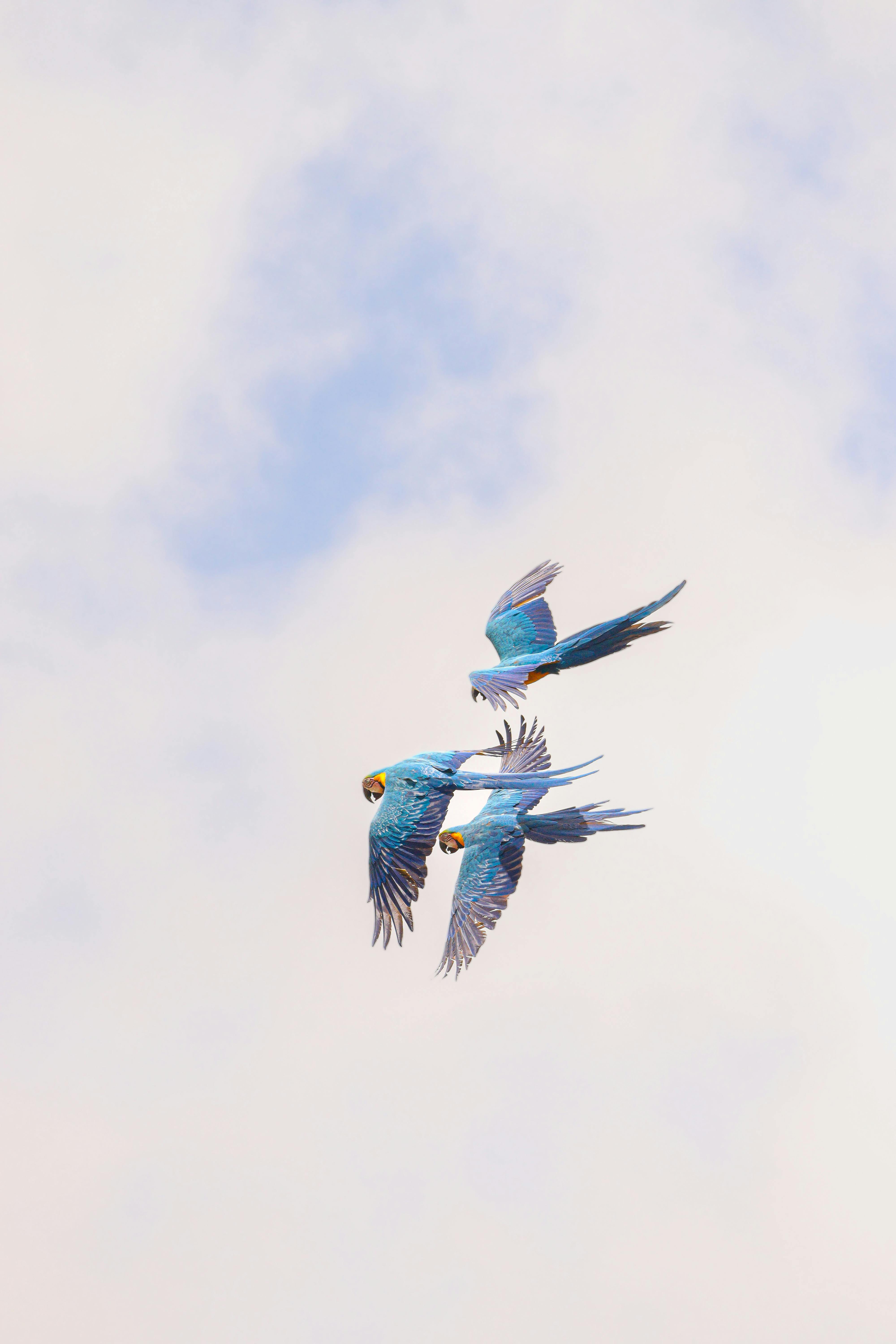 Guacamayos Azules Vibrantes Volando En Un Cielo Nublado · Foto de stock ...