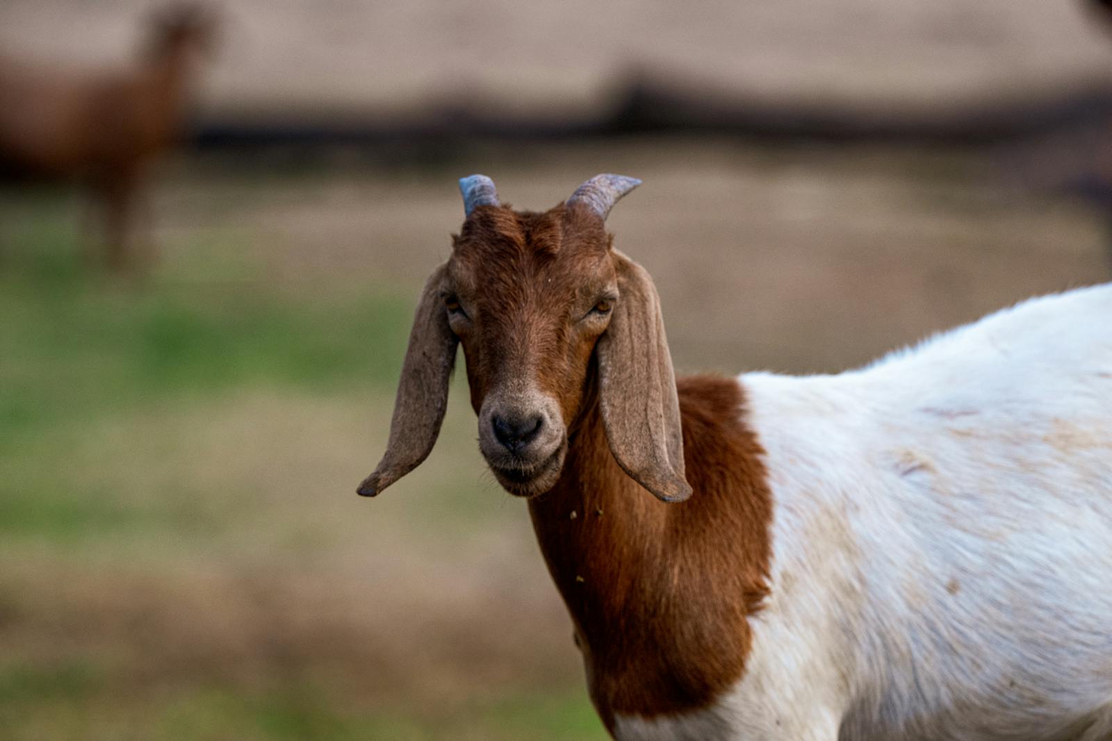 Goat Image Photos, Download The BEST Free Goat Image Stock Photos & HD ...