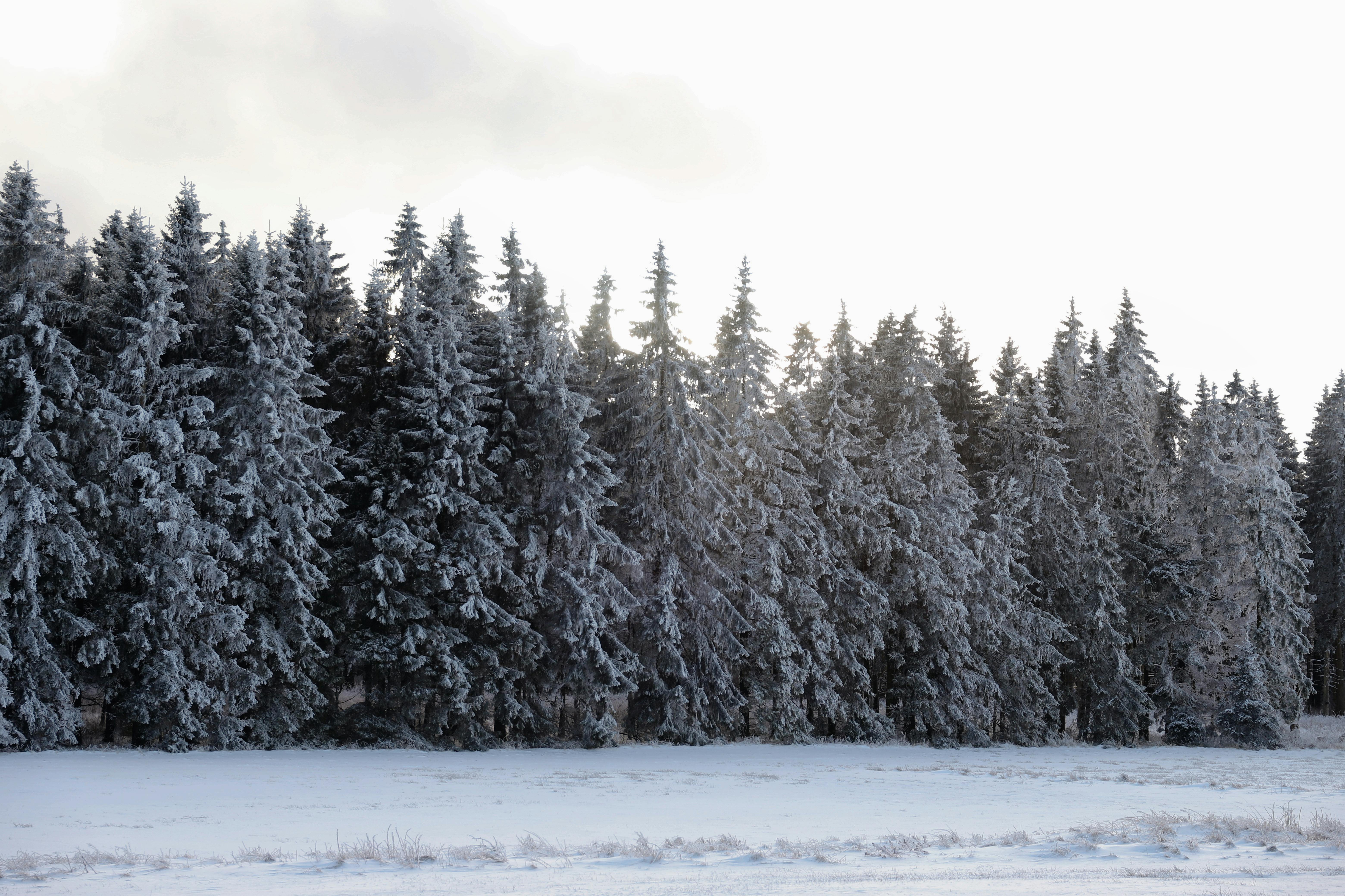 Photo of Forest Covered of Snow · Free Stock Photo