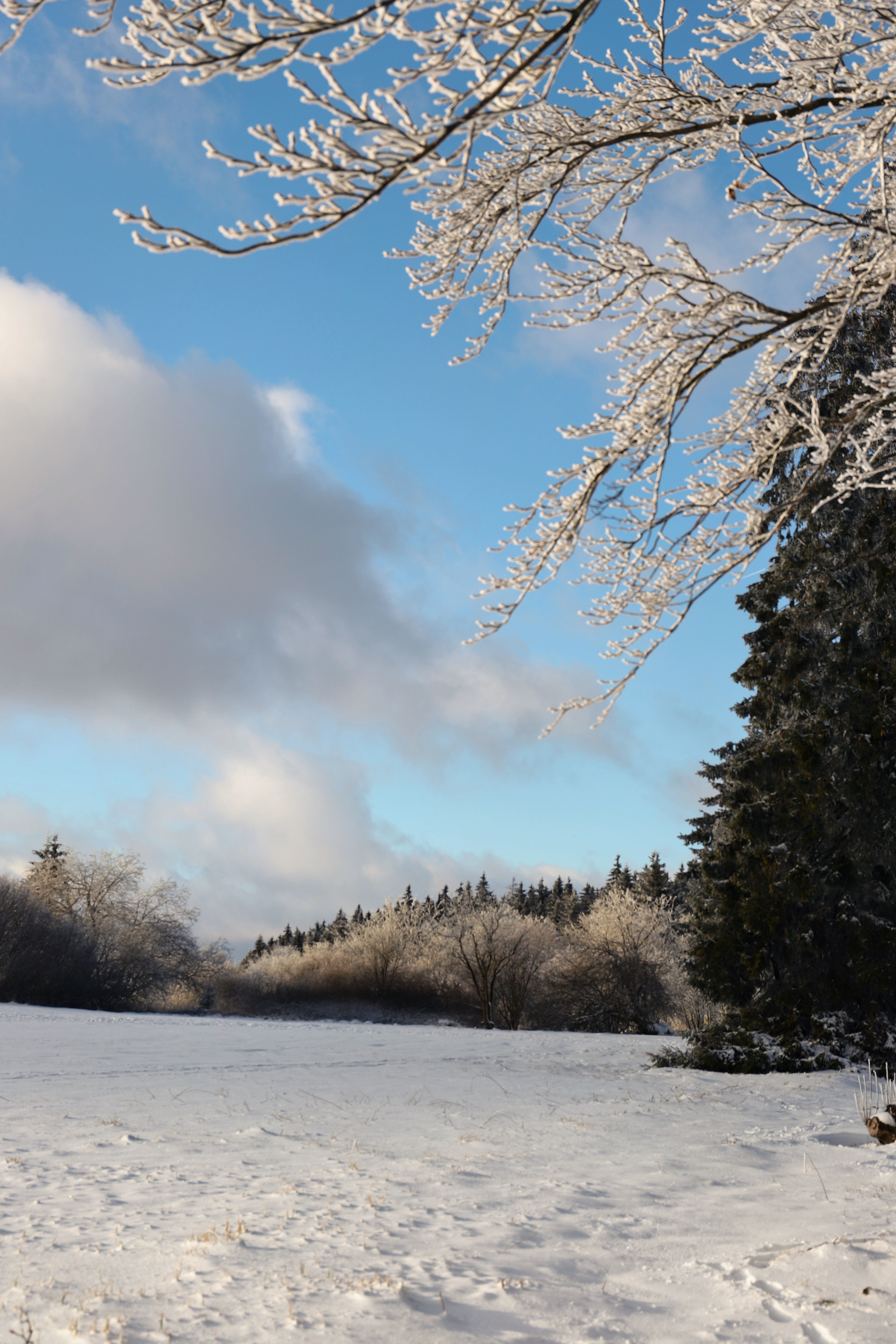 Snowy Winter Landscape with Frosted Trees · Free Stock Photo