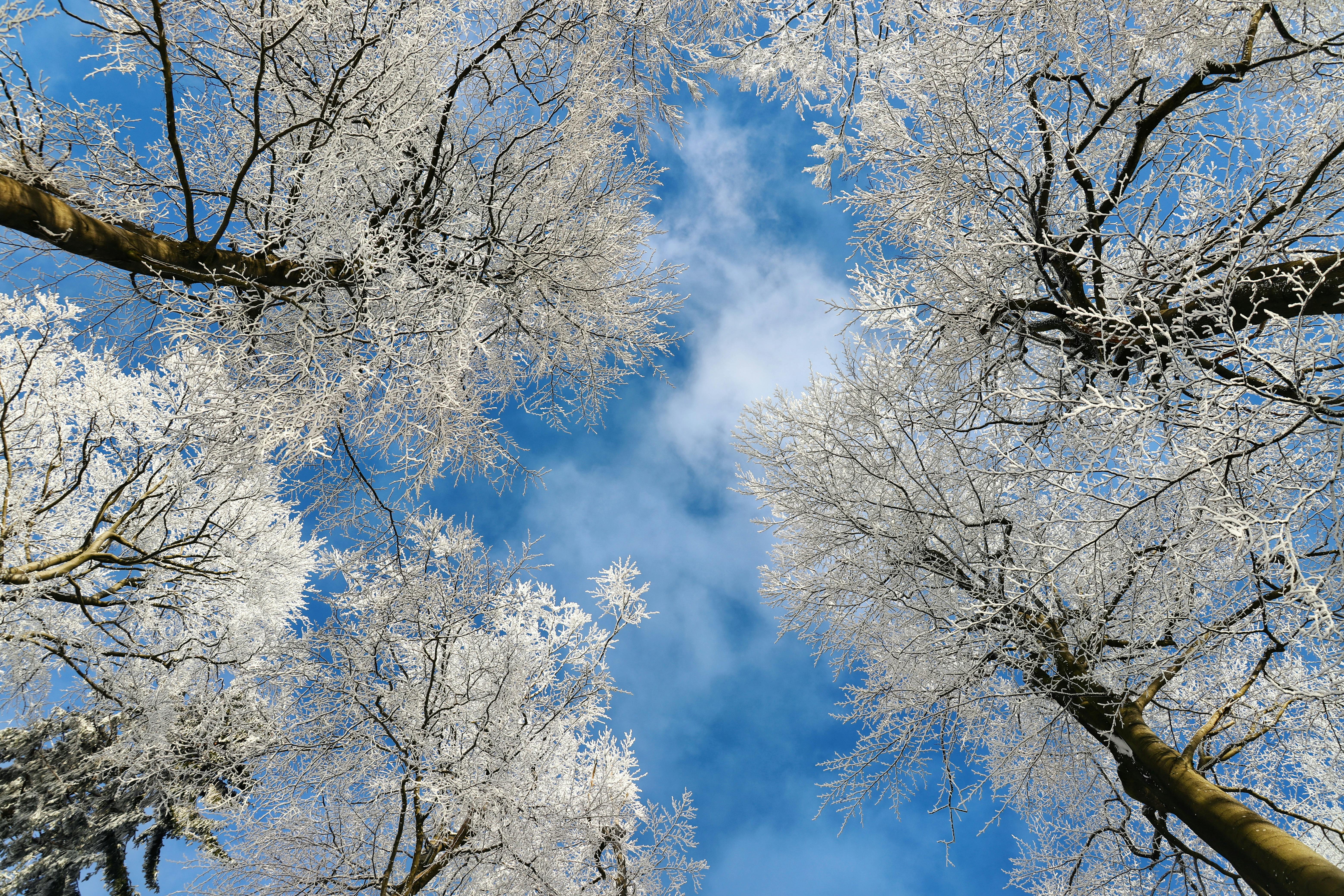 Wintry Tree Canopy Against a Clear Sky · Free Stock Photo