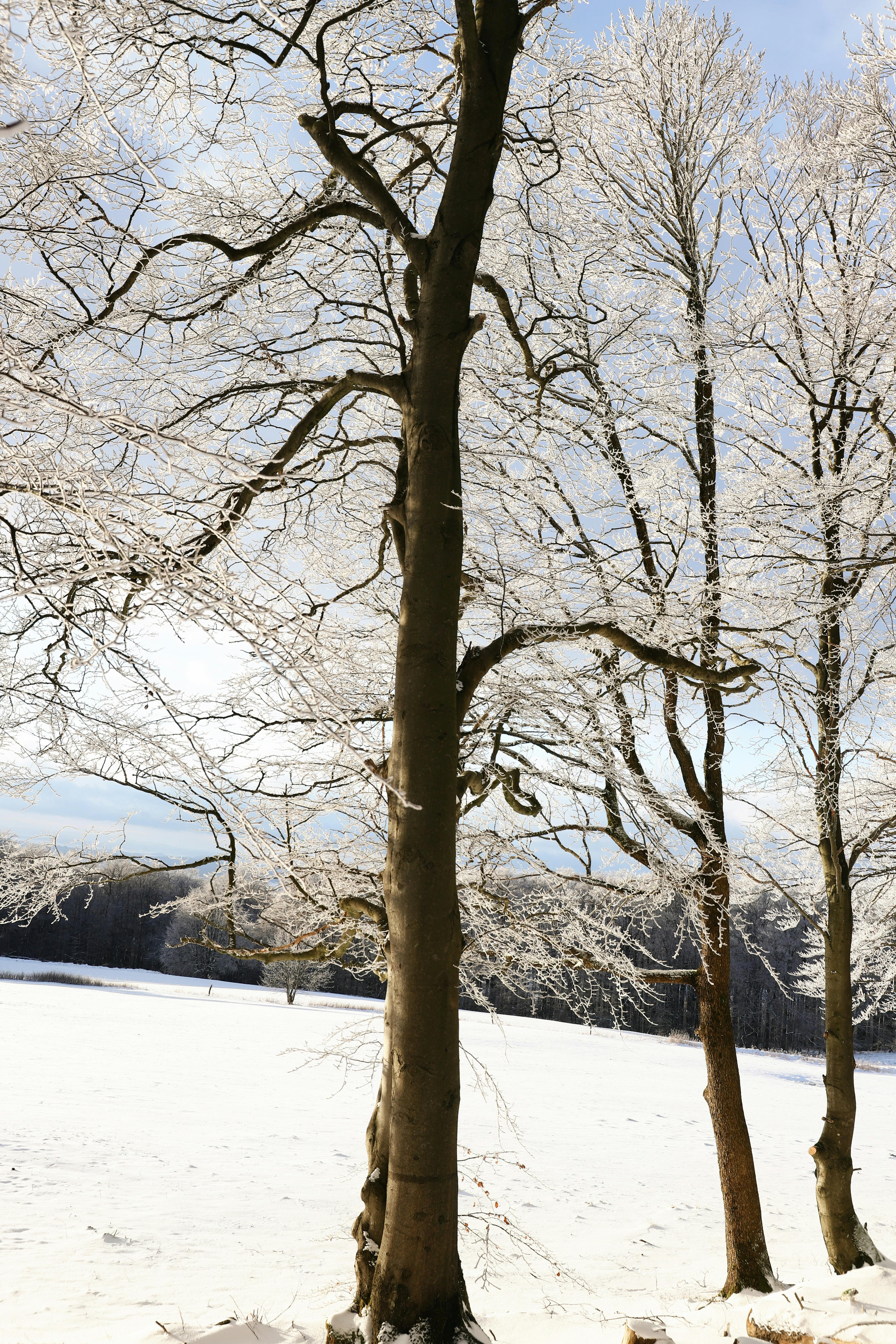 Sum Tree Trunk Photos, Download The BEST Free Sum Tree Trunk Stock ...