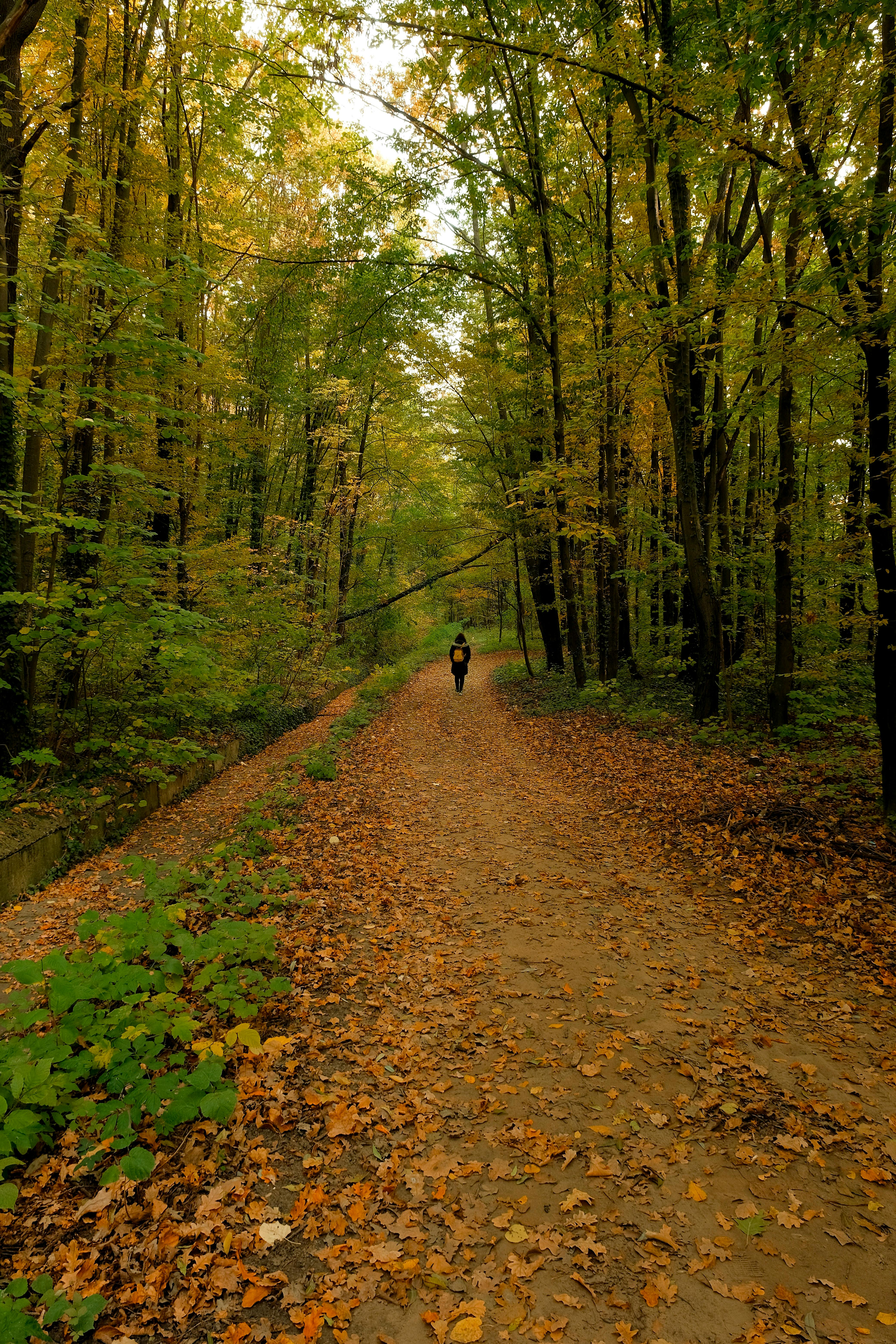 Picturesque Autumn Path in Moldova's Forest · Free Stock Photo