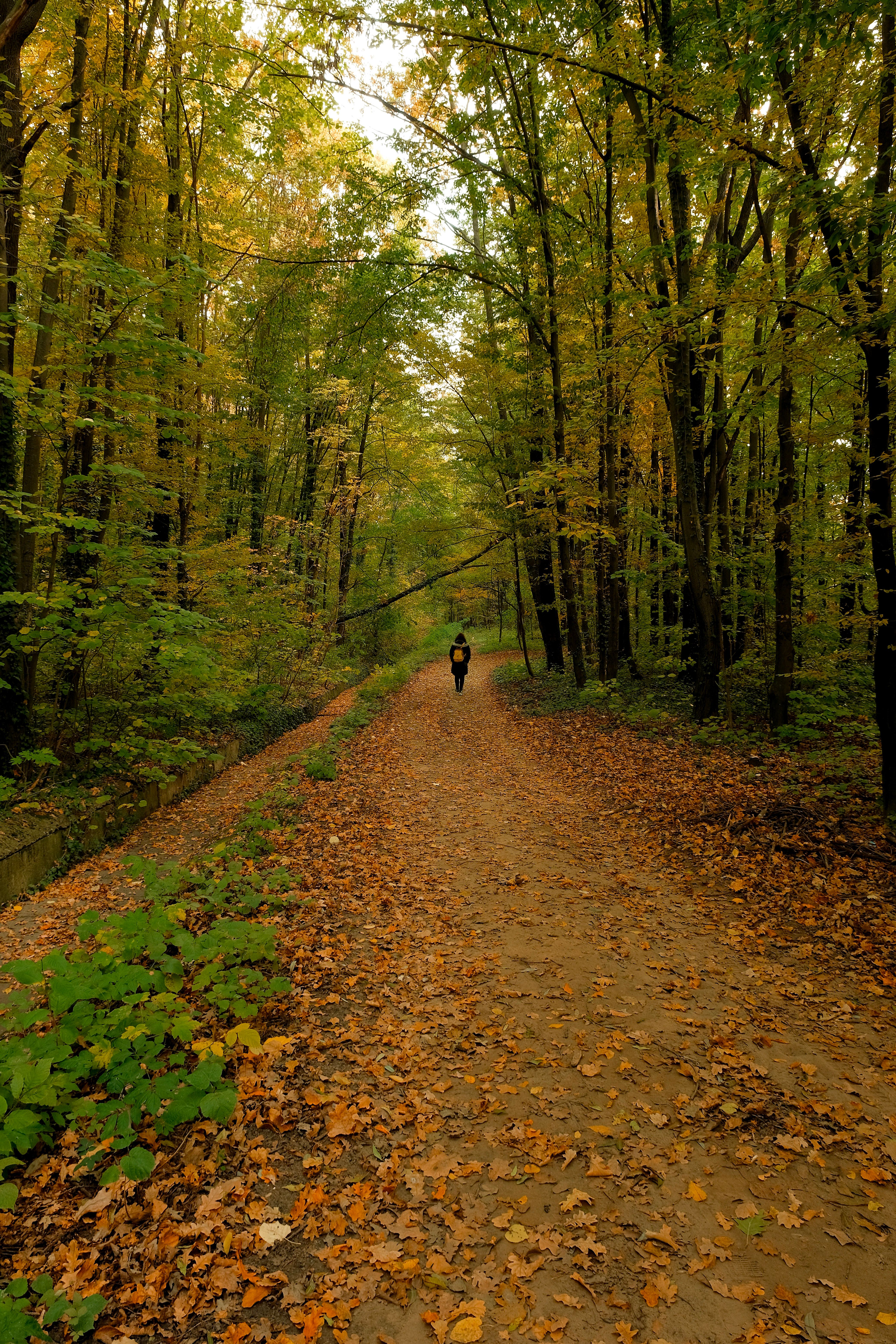 Picturesque Autumn Path in Moldova's Forest · Free Stock Photo