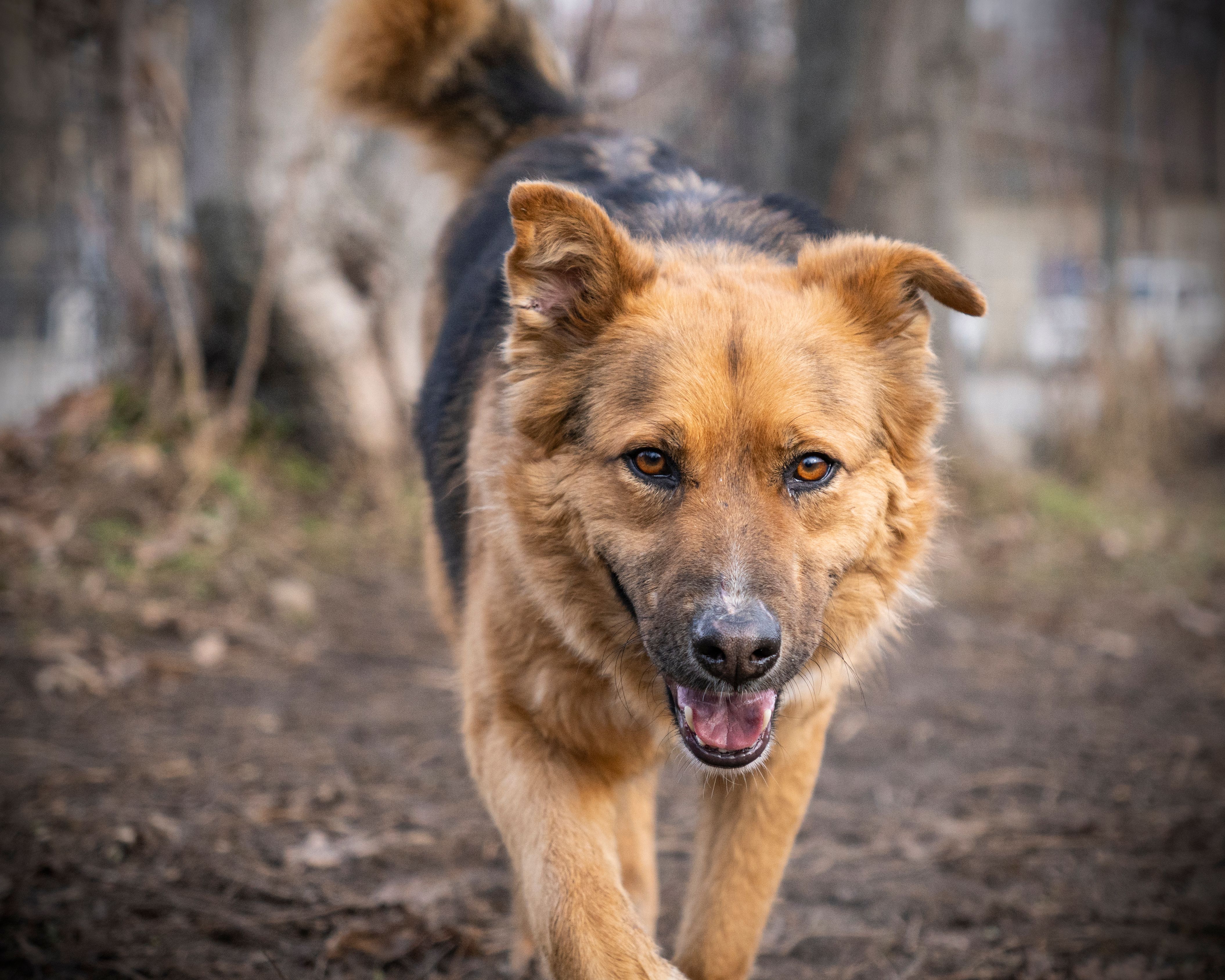 Perro Feliz Paseando Al Aire Libre · Foto de stock gratuita