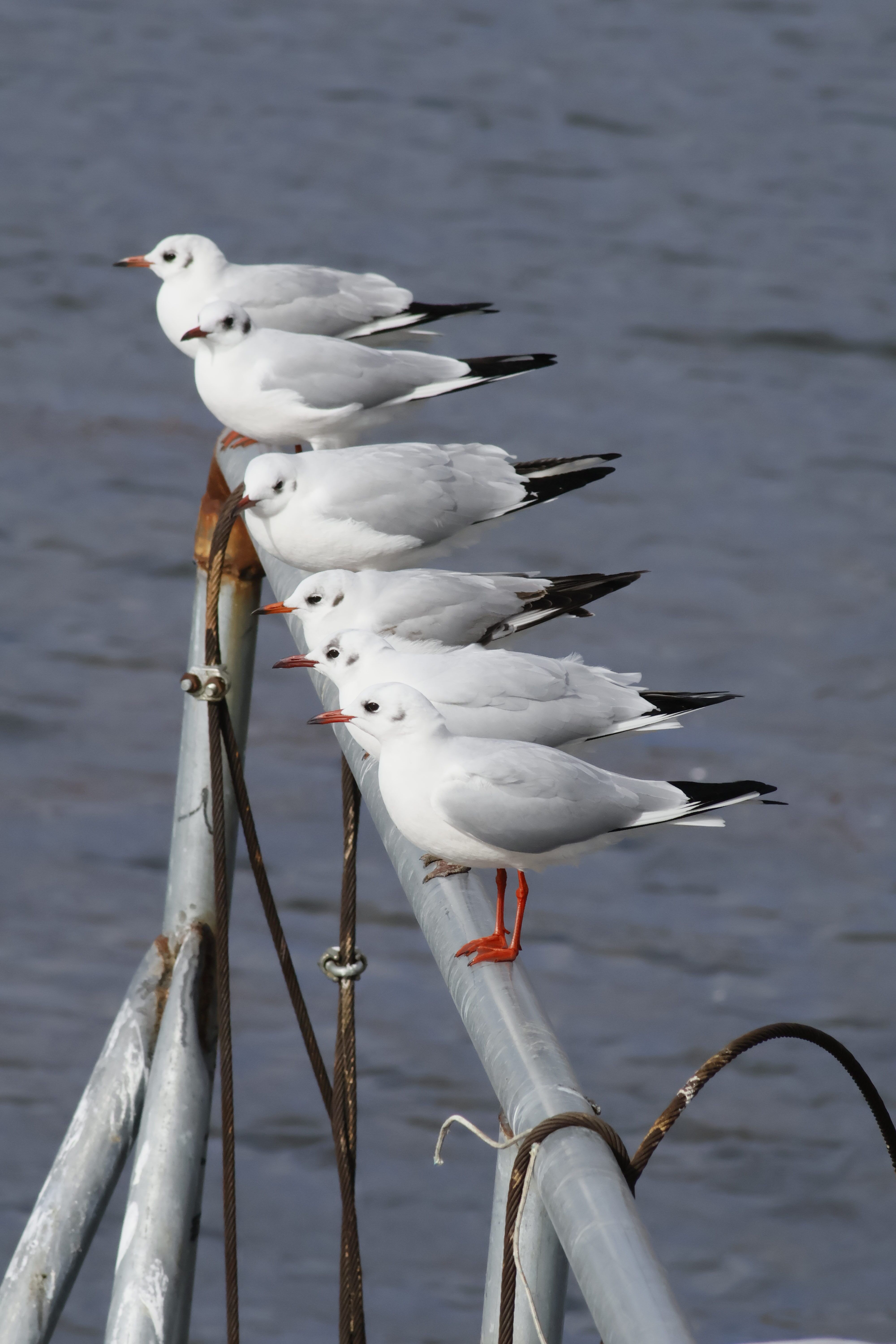 Seven Birds Photos, Download The BEST Free Seven Birds Stock Photos ...