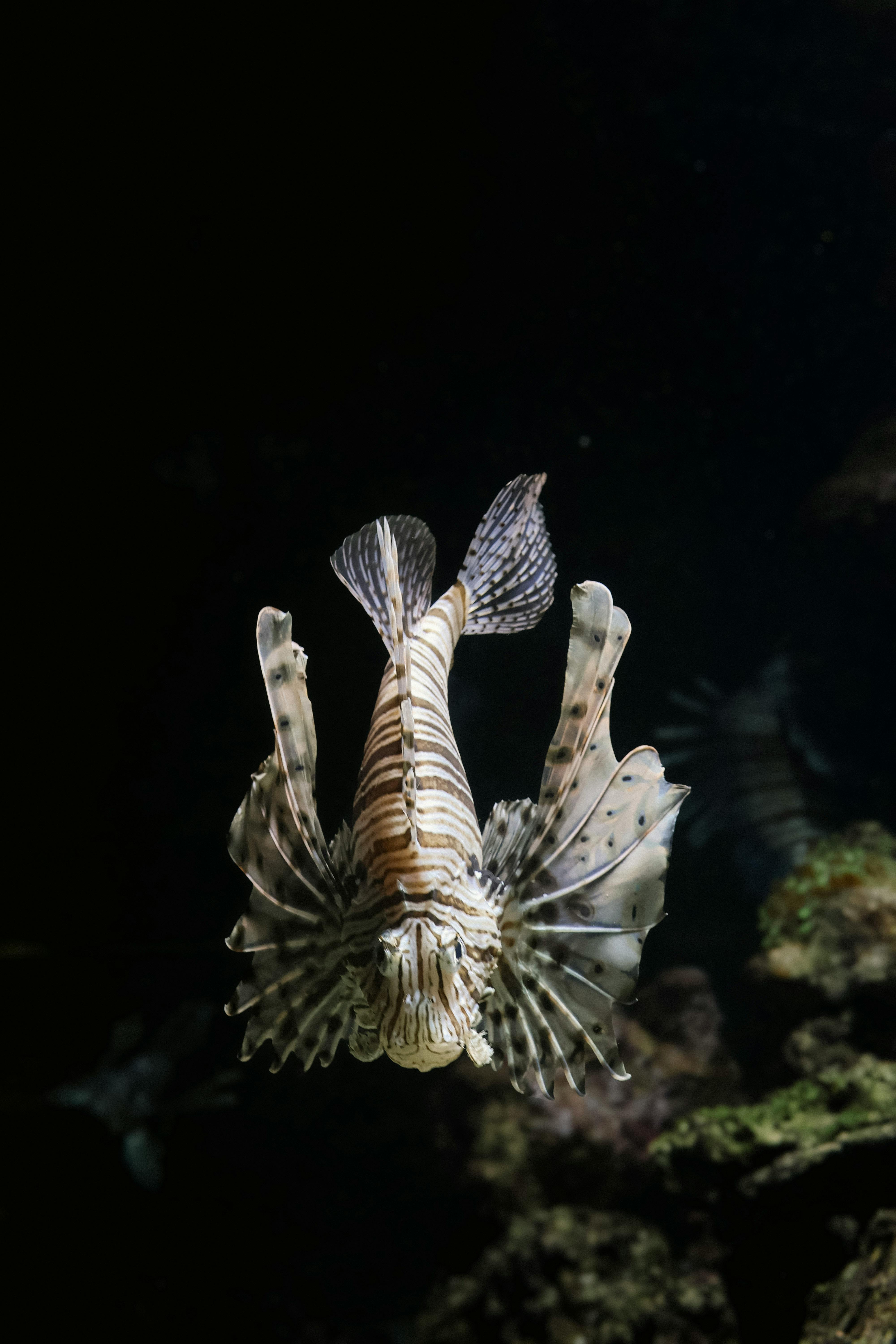 Lionfish Photos, Download The BEST Free Lionfish Stock Photos & HD Images