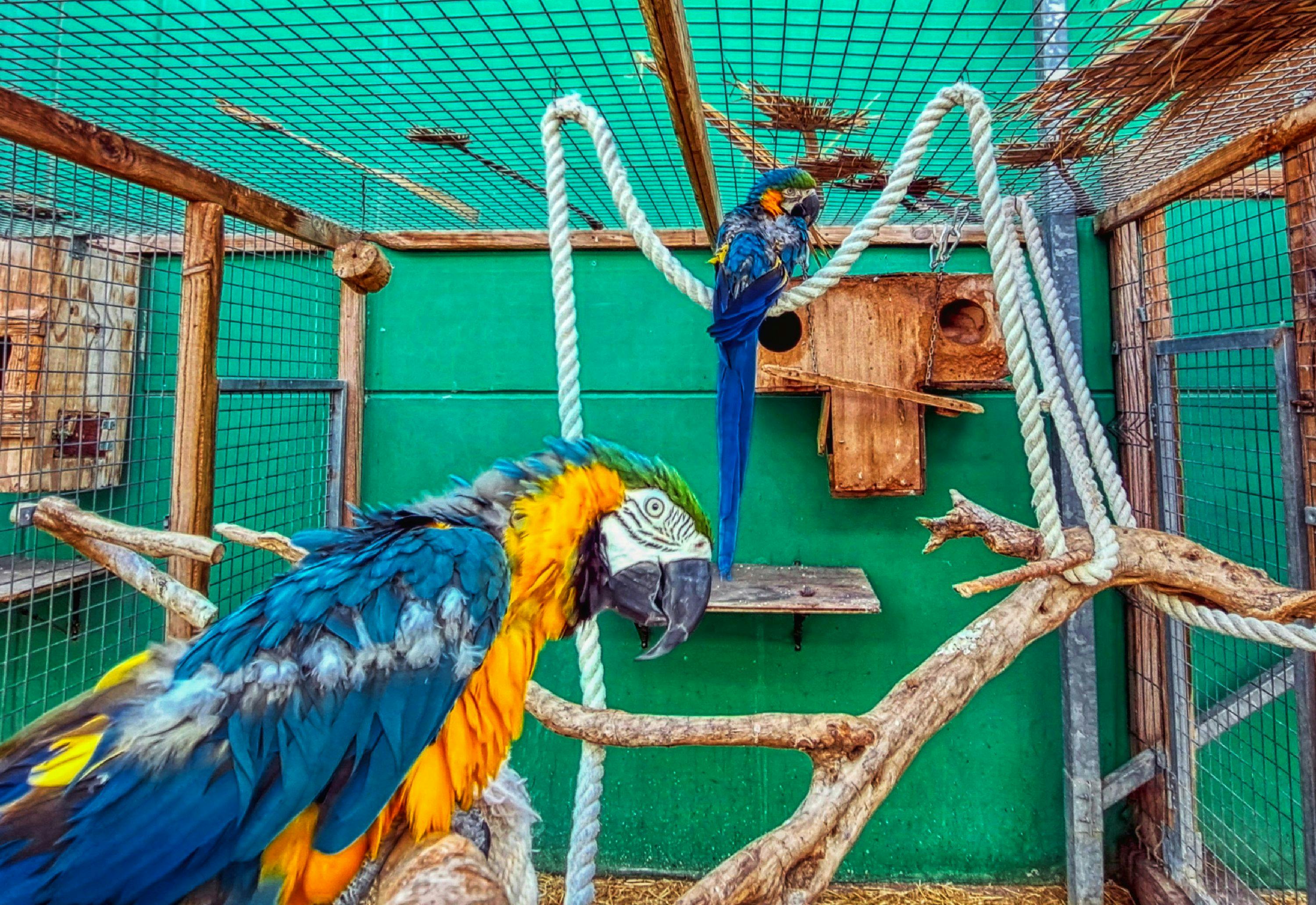Vibrant Macaws in a Catalan Aviary · Free Stock Photo