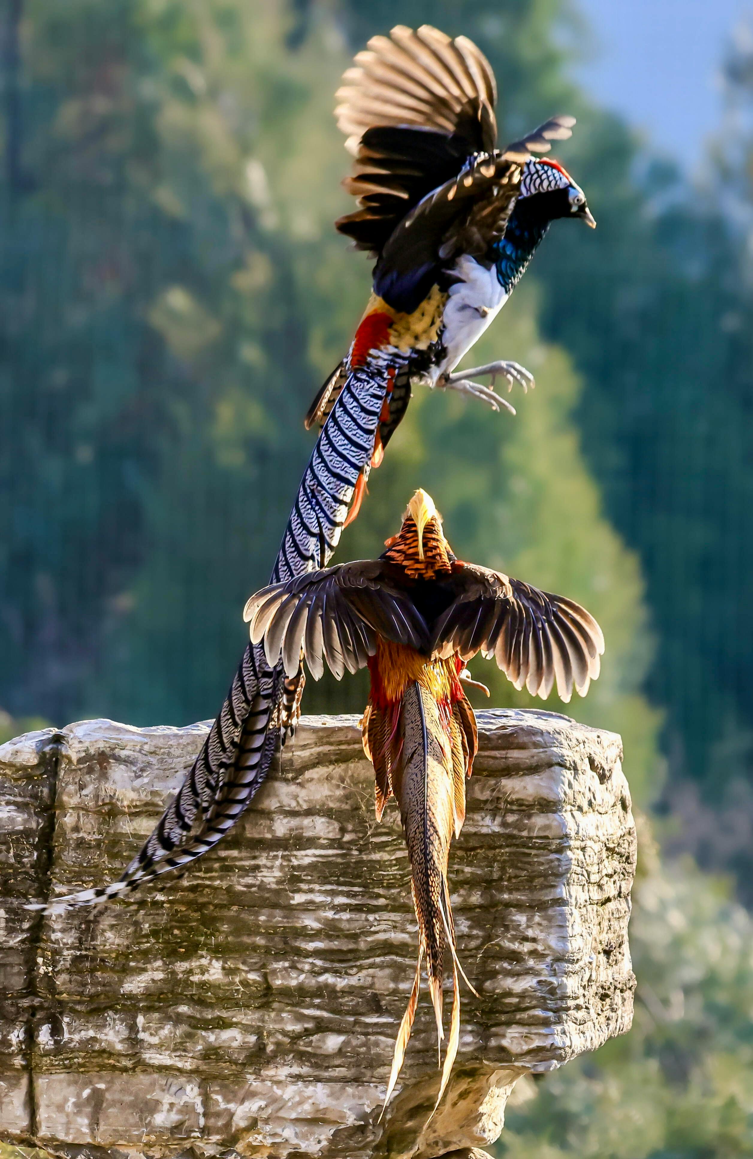 Motion Birds Photos, Download The BEST Free Motion Birds Stock Photos ...