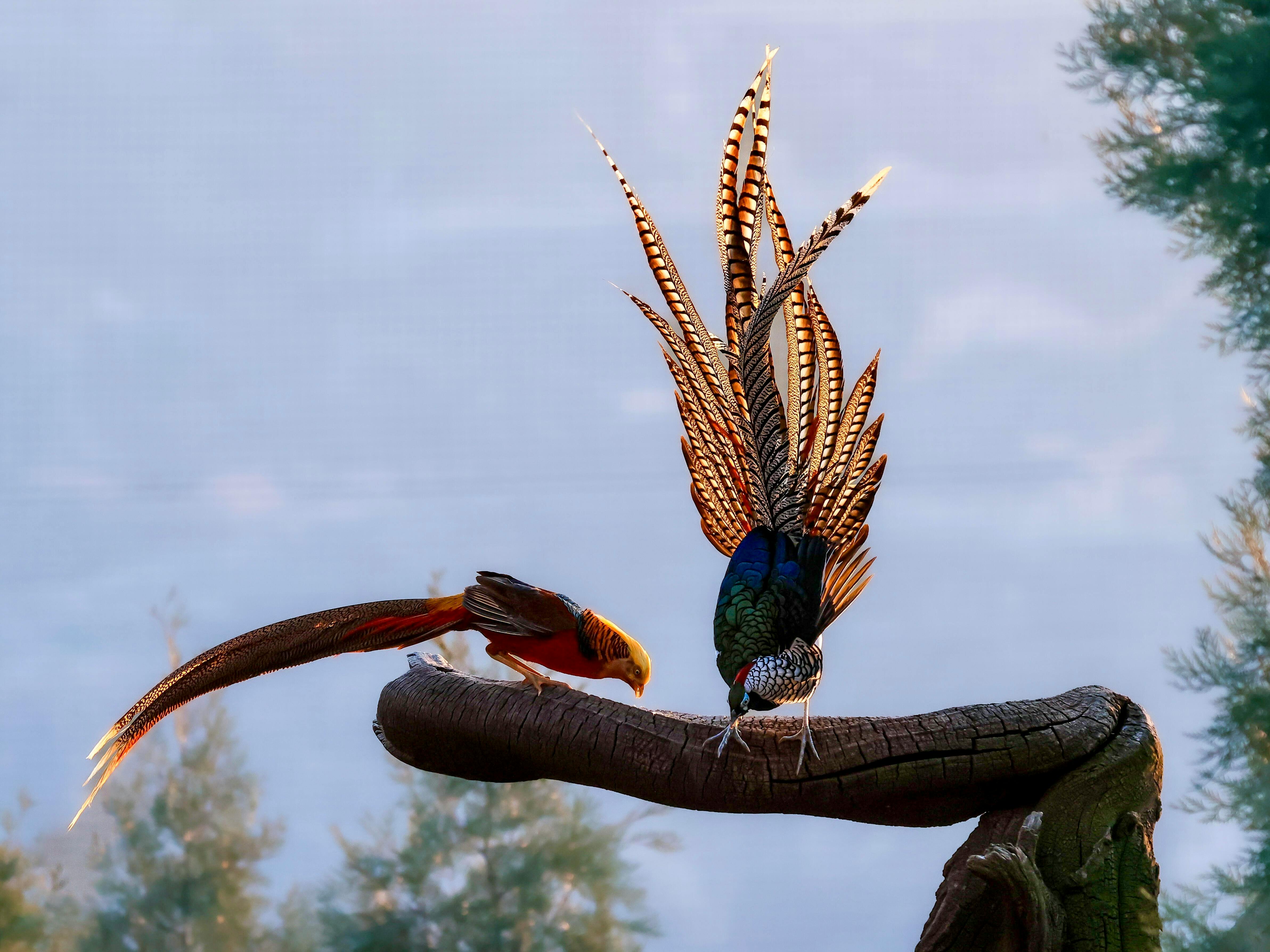 Stunning Display of Colorful Pheasants on Branch · Free Stock Photo