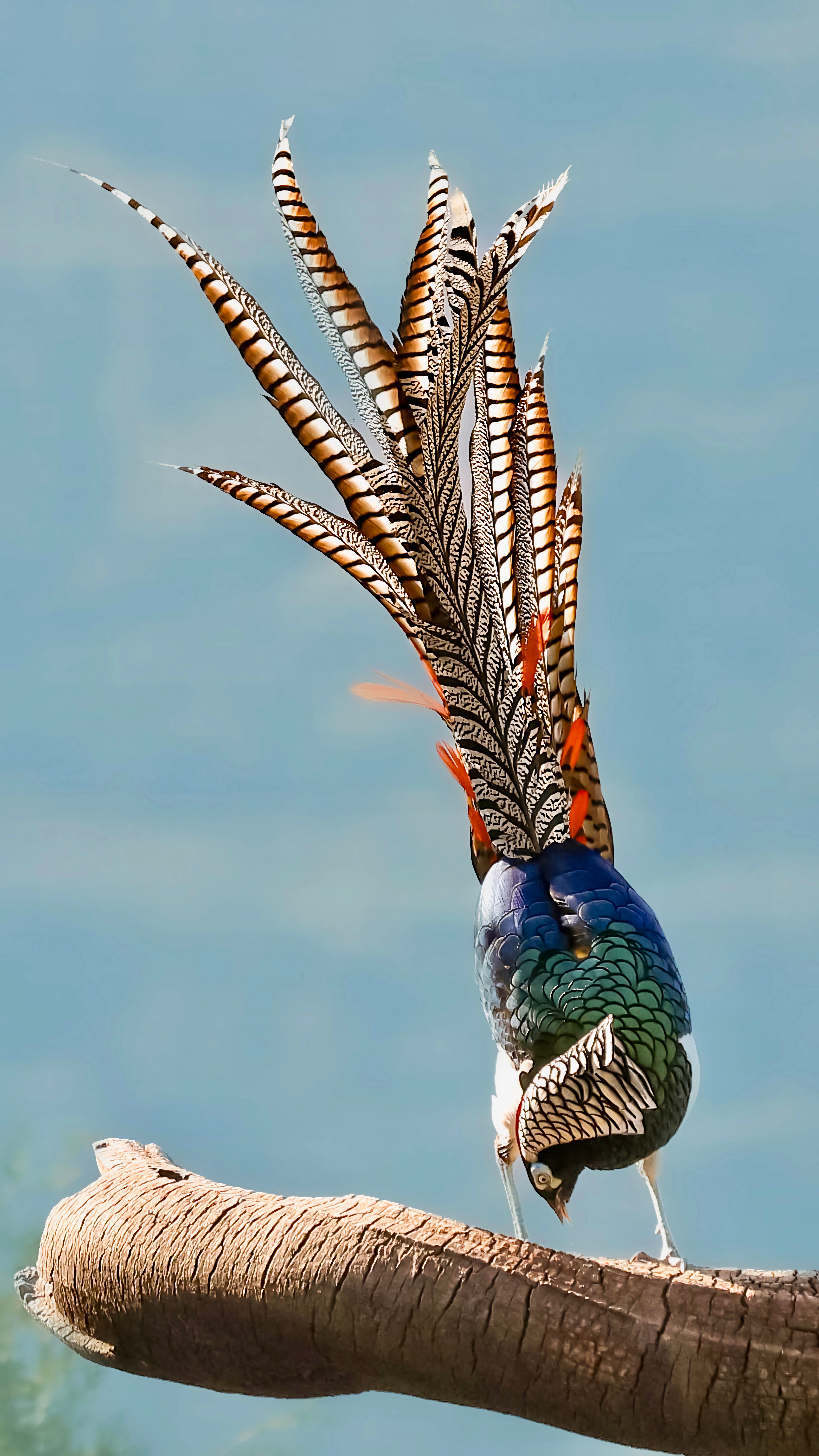 Palawan Pheasant Bird Photos, Download The BEST Free Palawan Pheasant ...