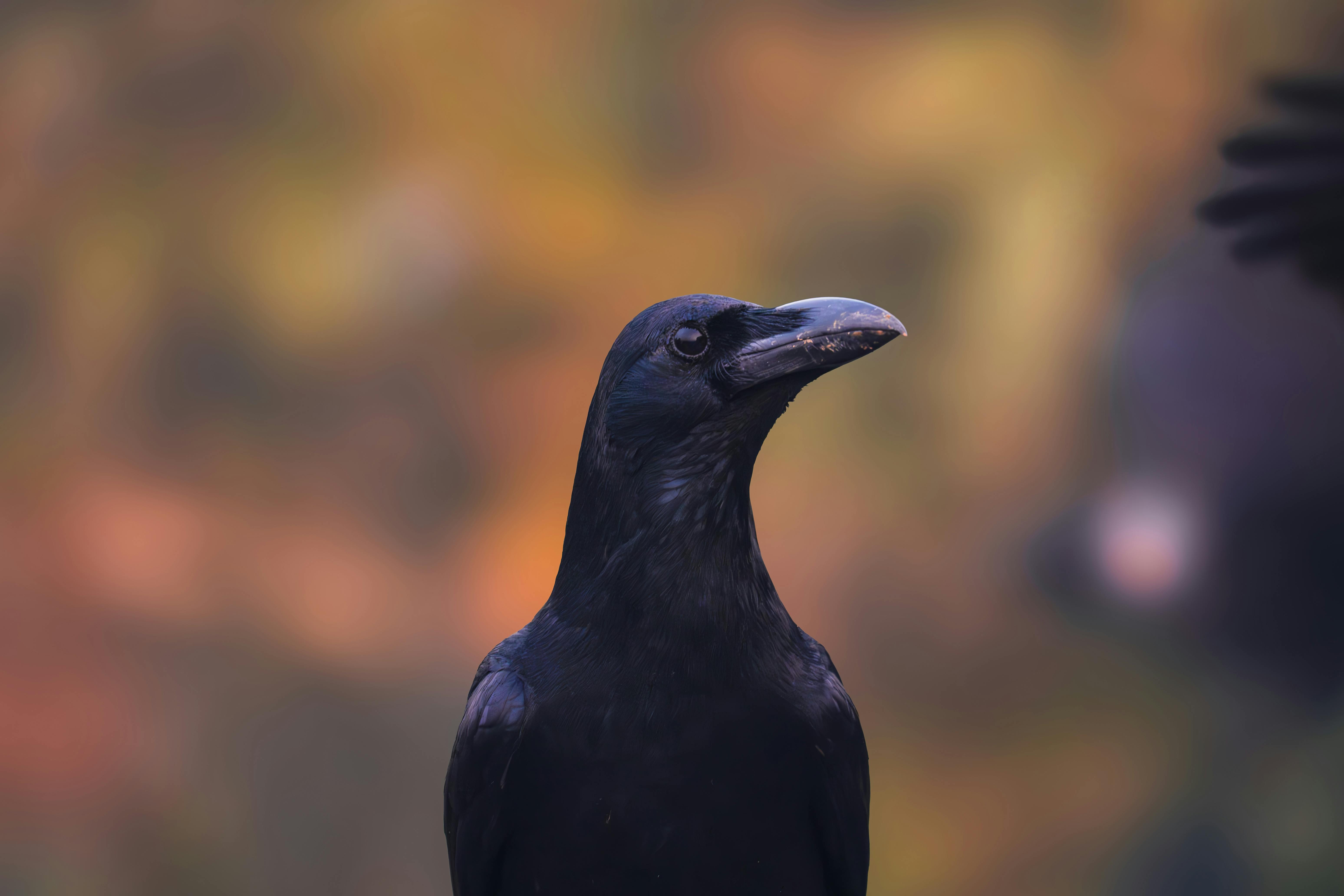 Bloodborne Eileen The Crow Photos, Download The BEST Free Bloodborne ...