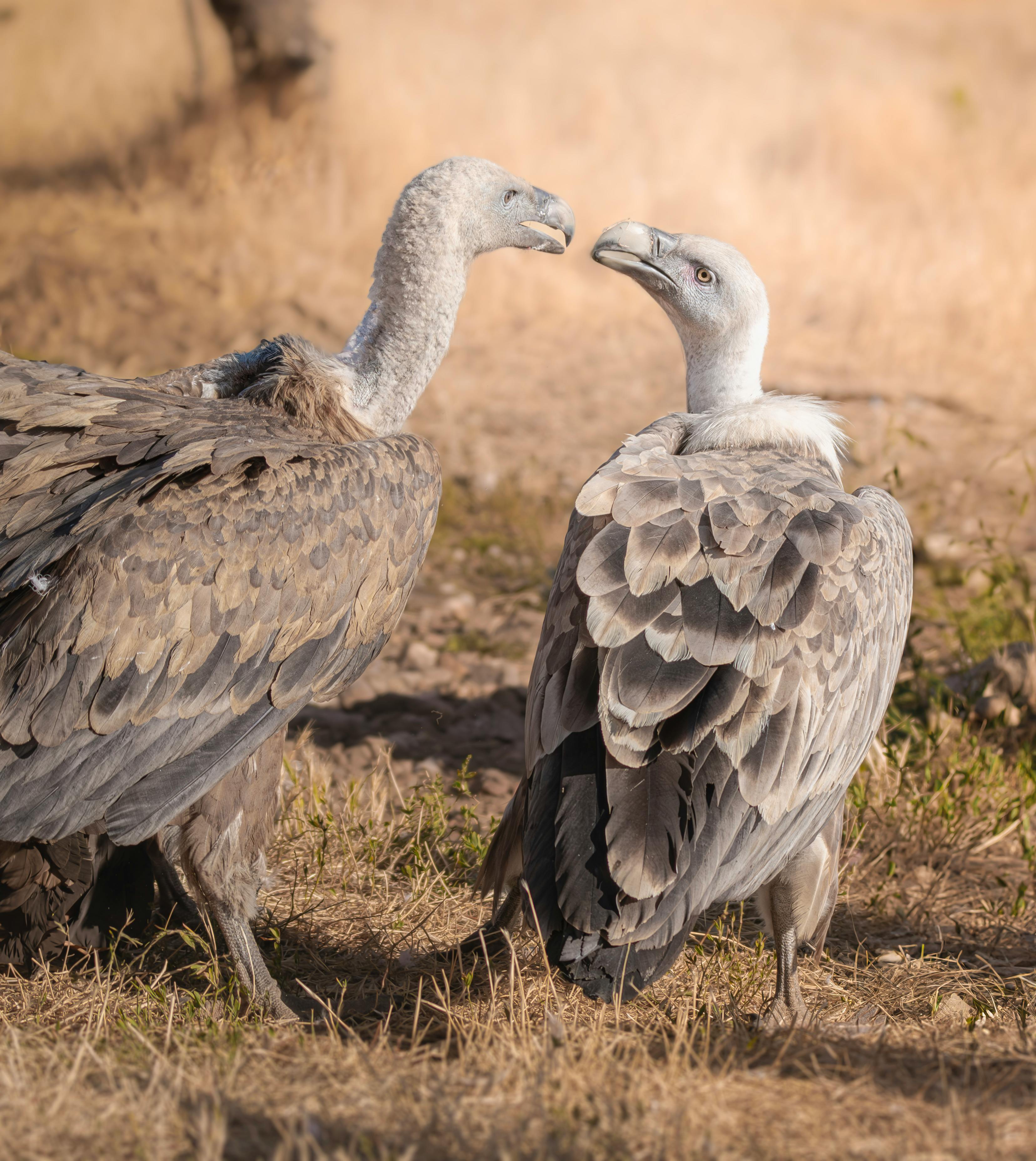 Birds Interaction Photos, Download The BEST Free Birds Interaction ...