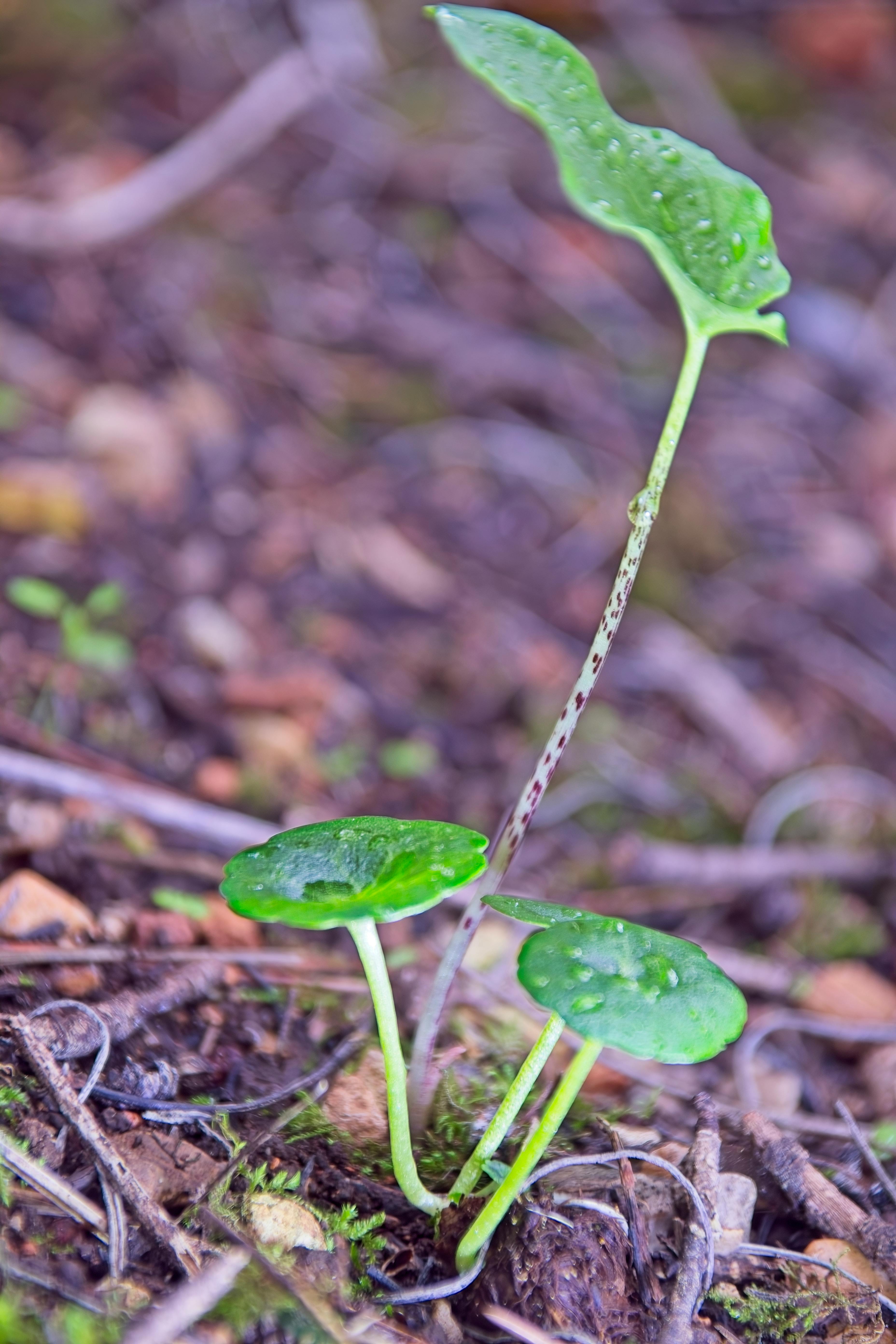 Primer Plano De Una Planta Silvestre Verde Emergente En El Bosque ...
