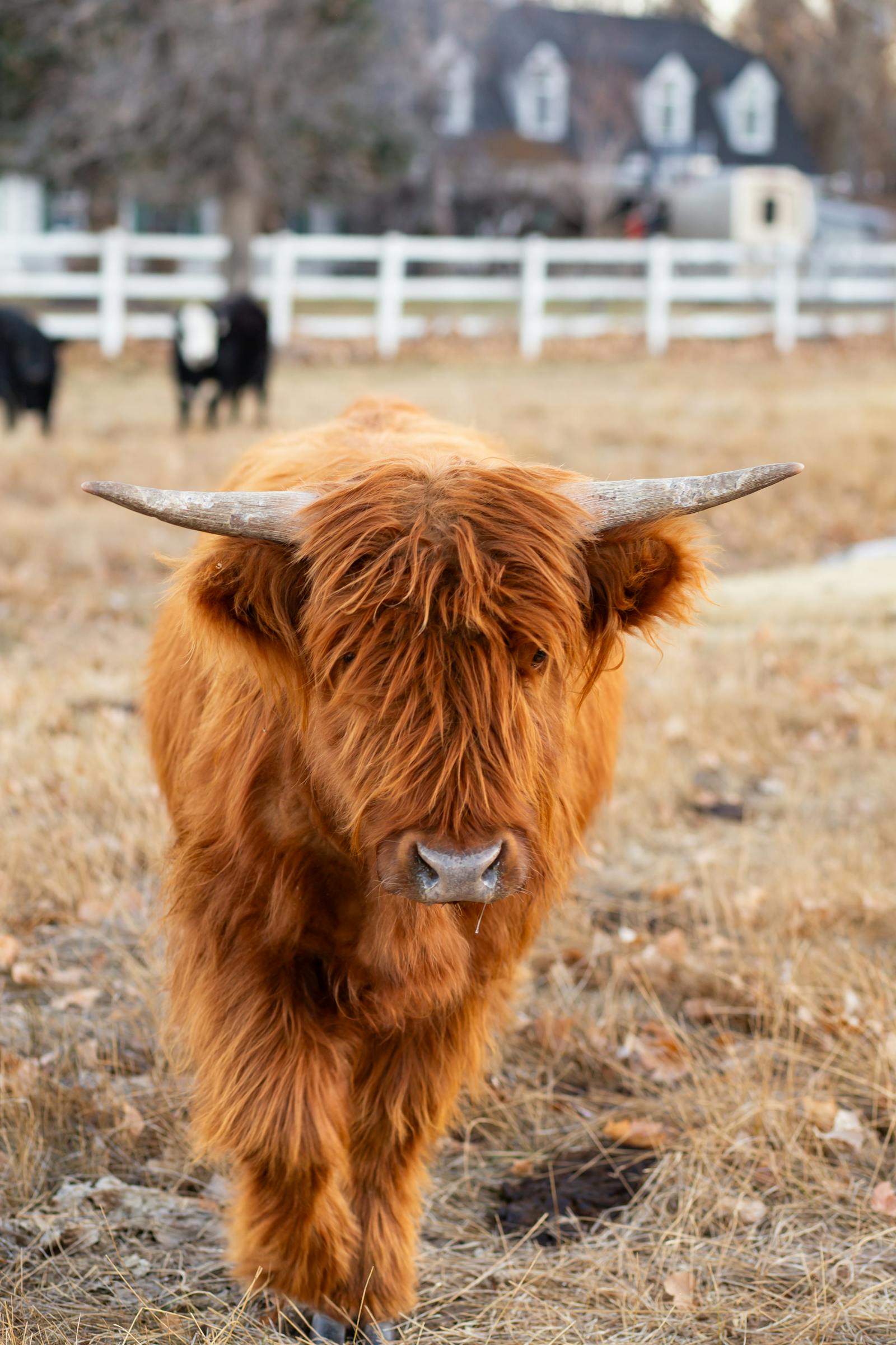 Mini Highland Cow Photos, Download The BEST Free Mini Highland Cow ...