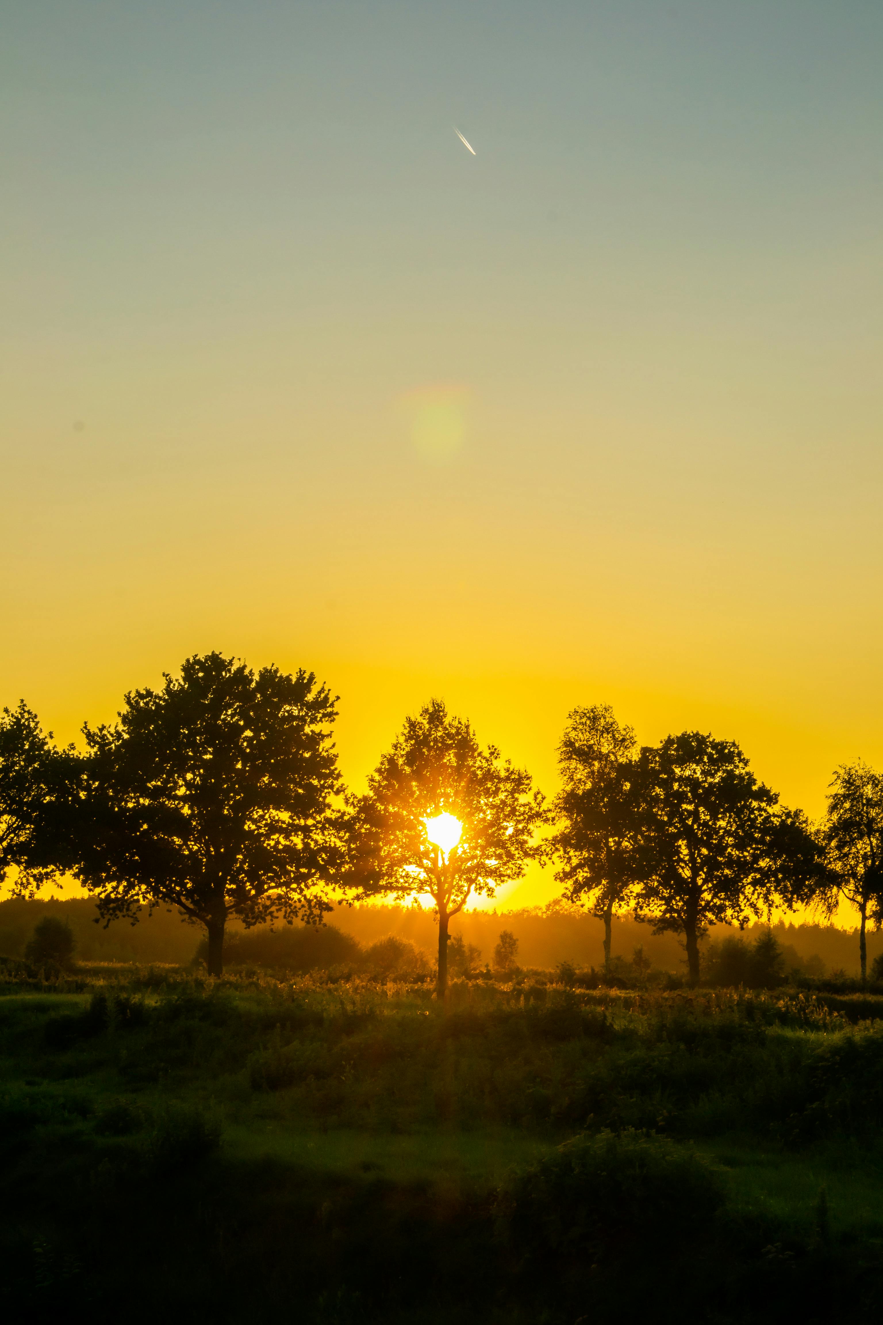 Stunning Sunset Over Trees in Nederland Landscape · Free Stock Photo