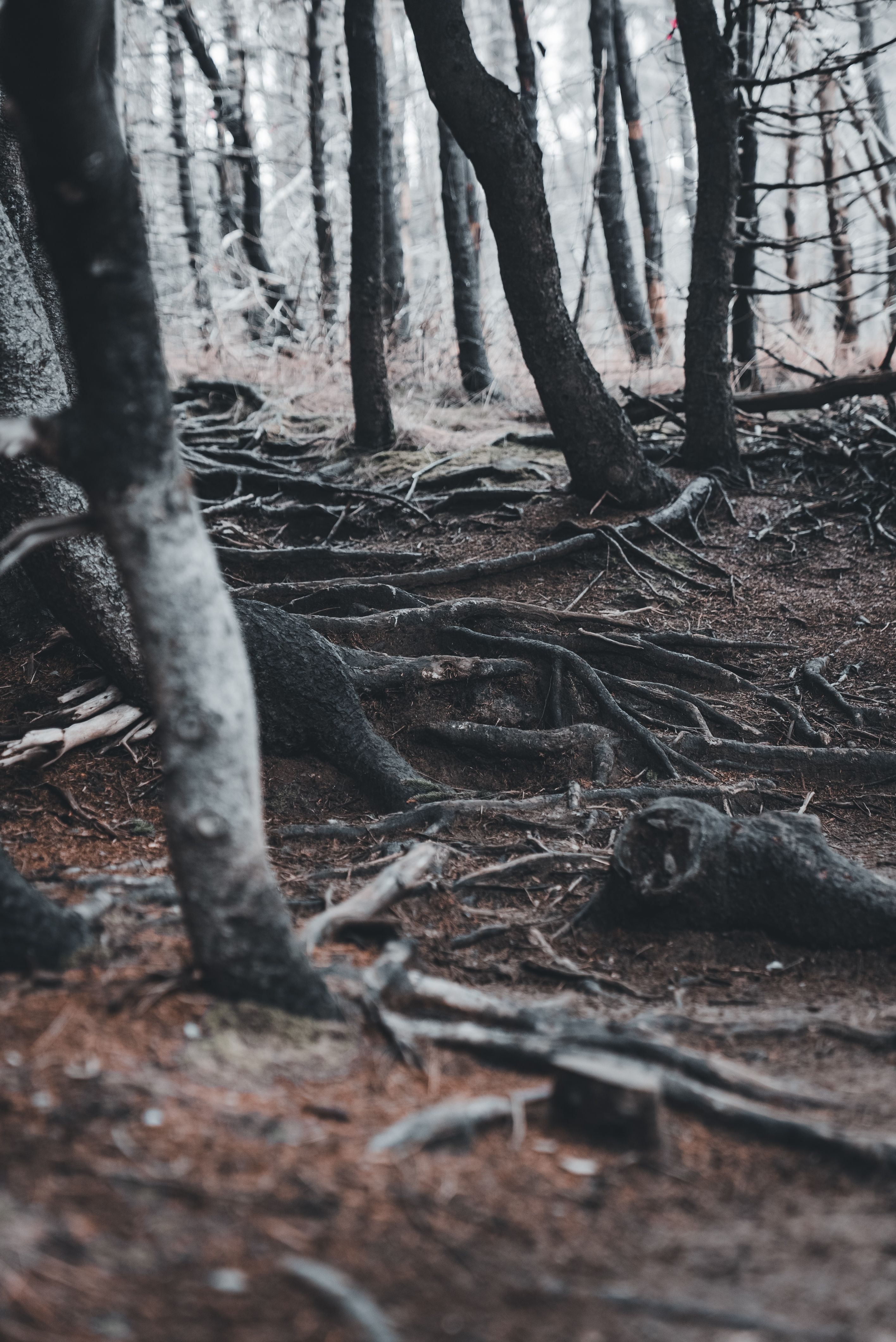 Moody Forest Scene with Exposed Roots · Free Stock Photo